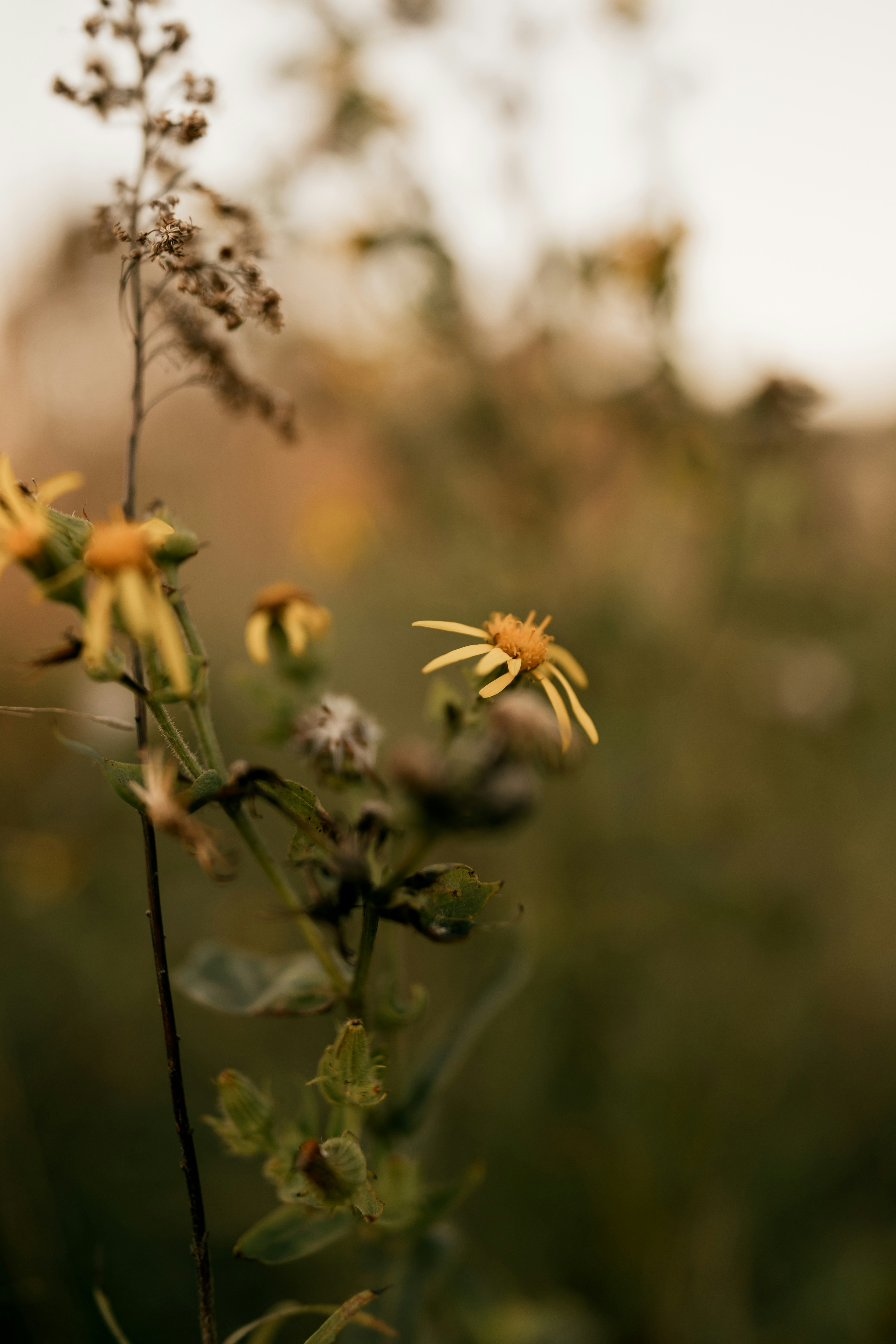 Soft Focus Bloom Across a Warm Evening Field
