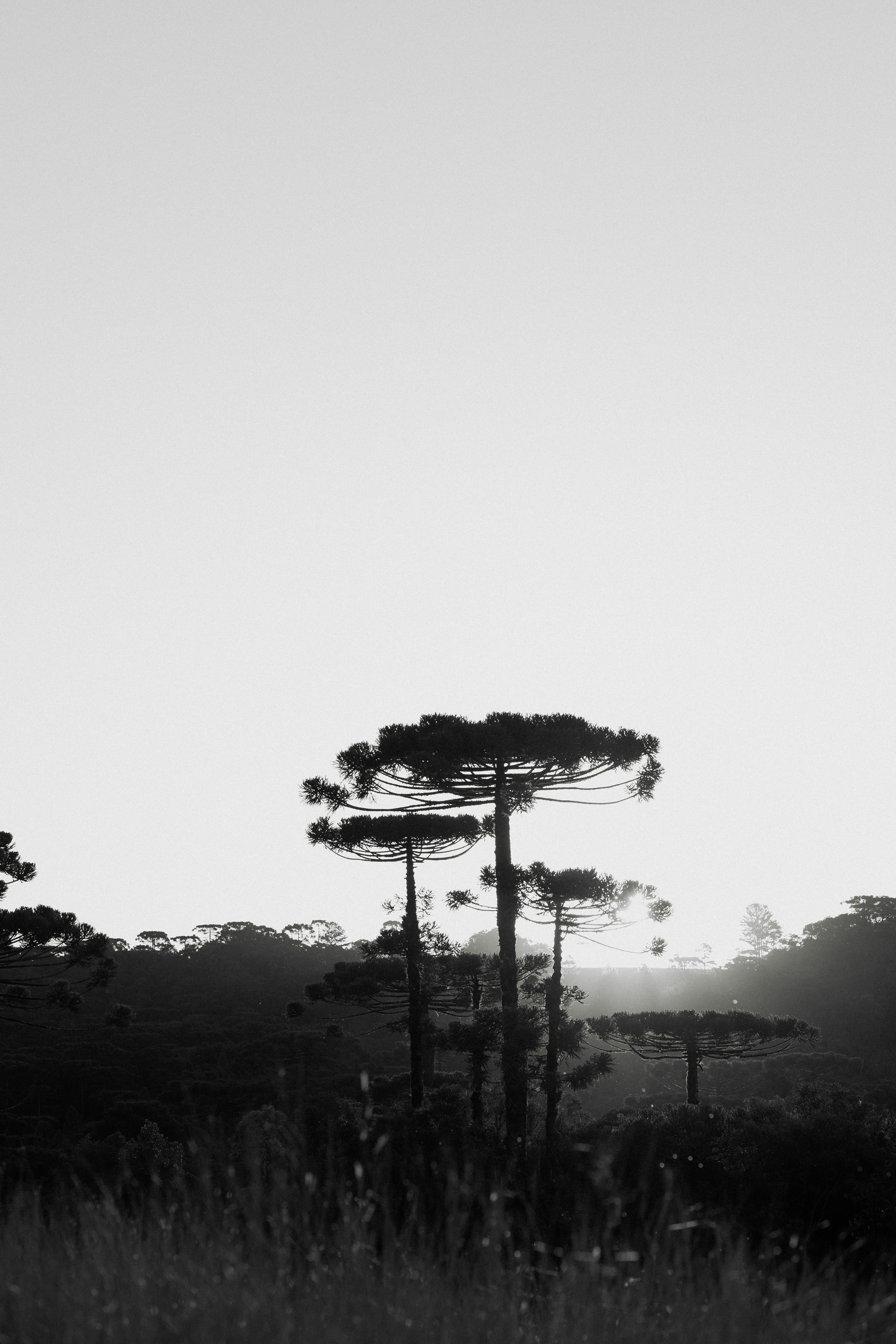 Silhouetted Treelines at Low Sun in a Velvet Sky
