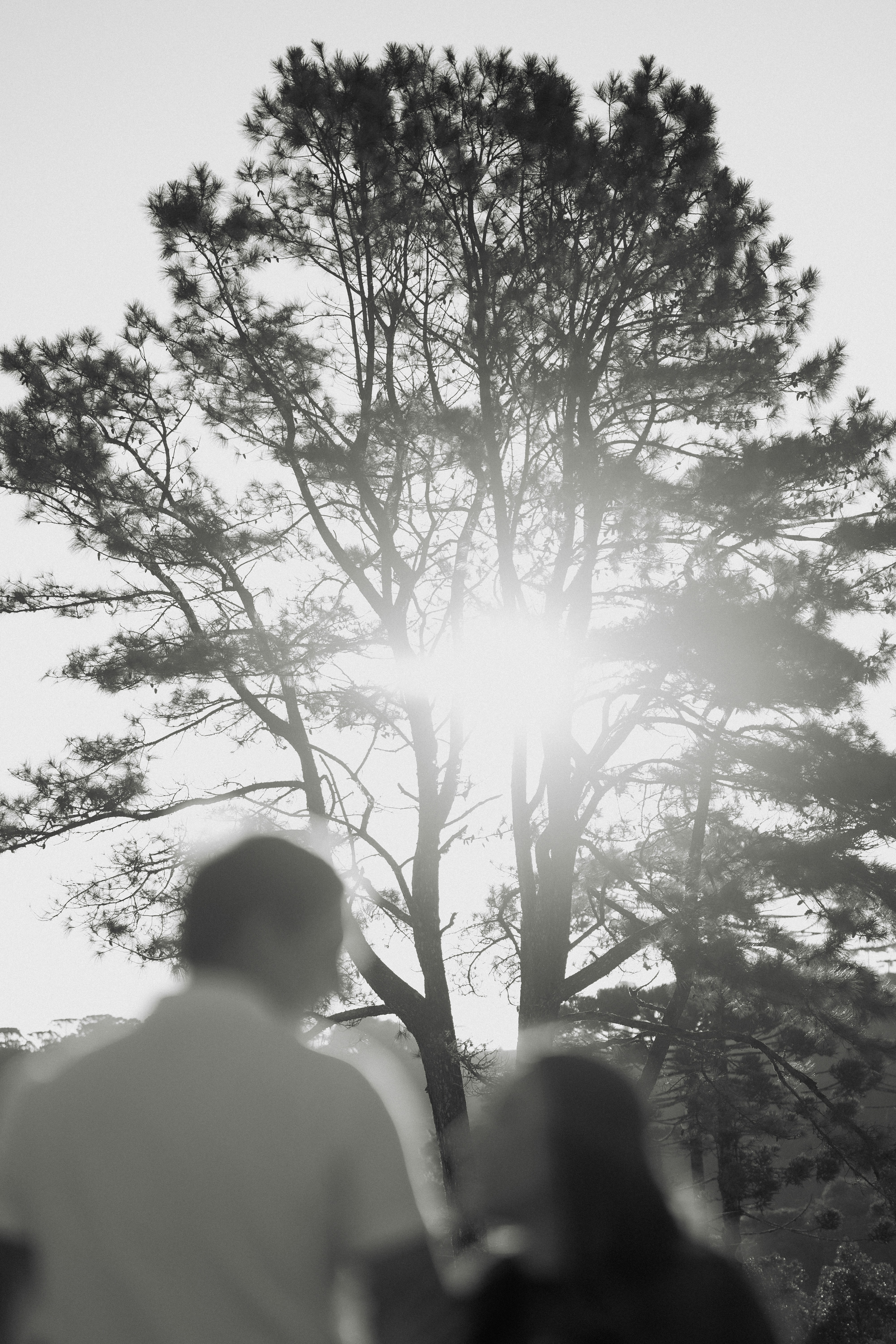 Backlit Treeframe with Silhouetted Couple