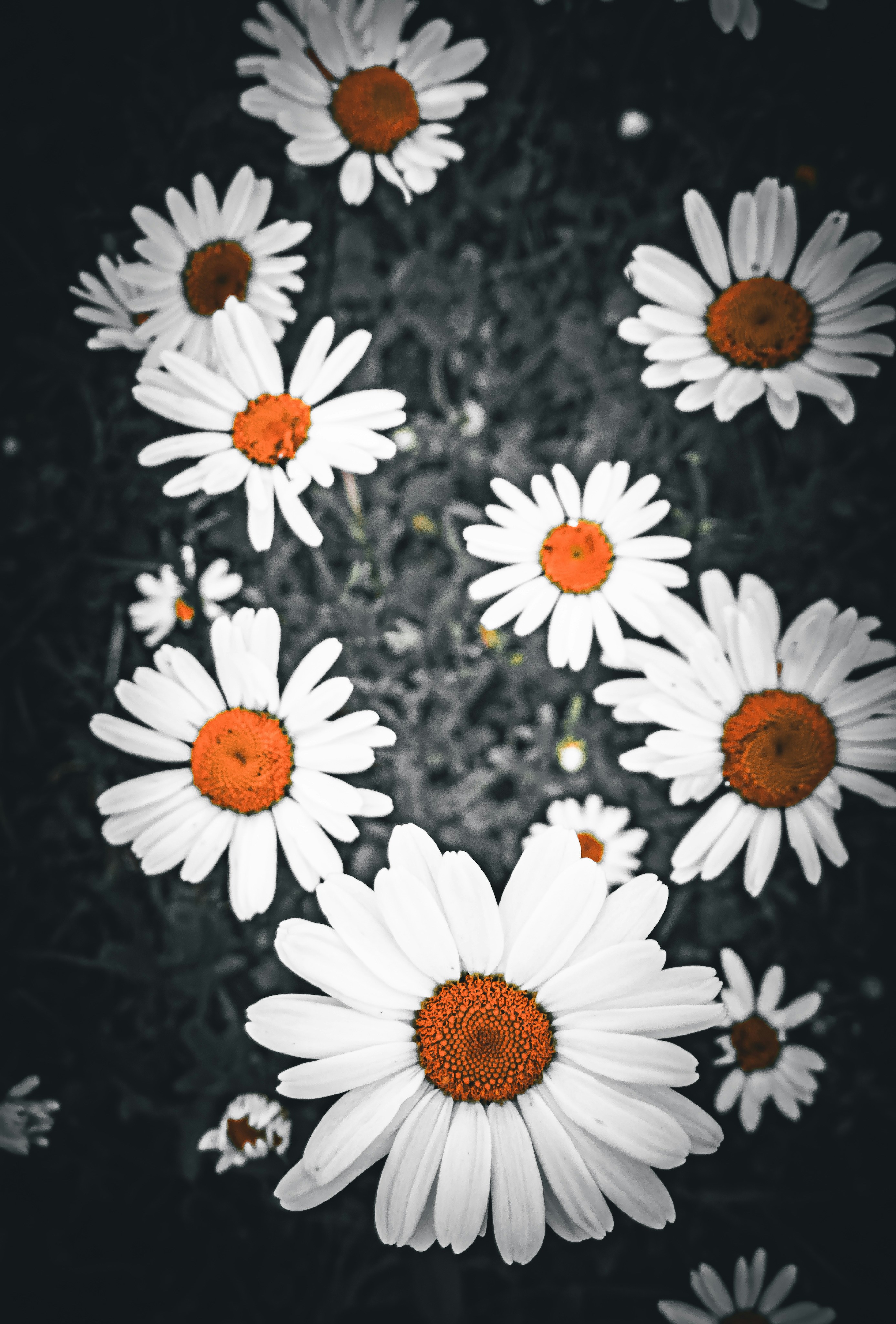 Moonlit Meadow: Daisy Cluster in Soft Focus