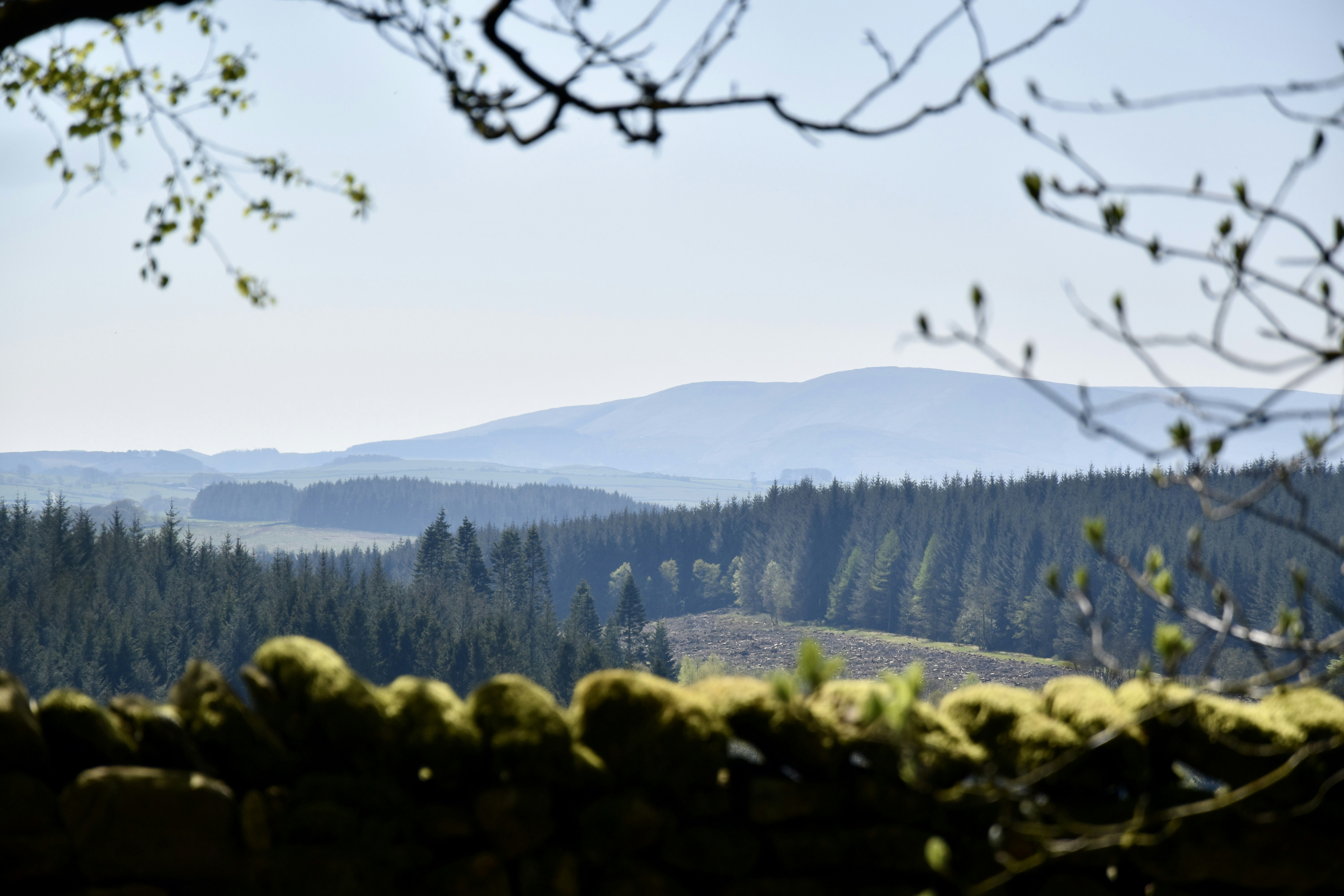Distant Blue Ridge Through a Mossy Foreground Wall