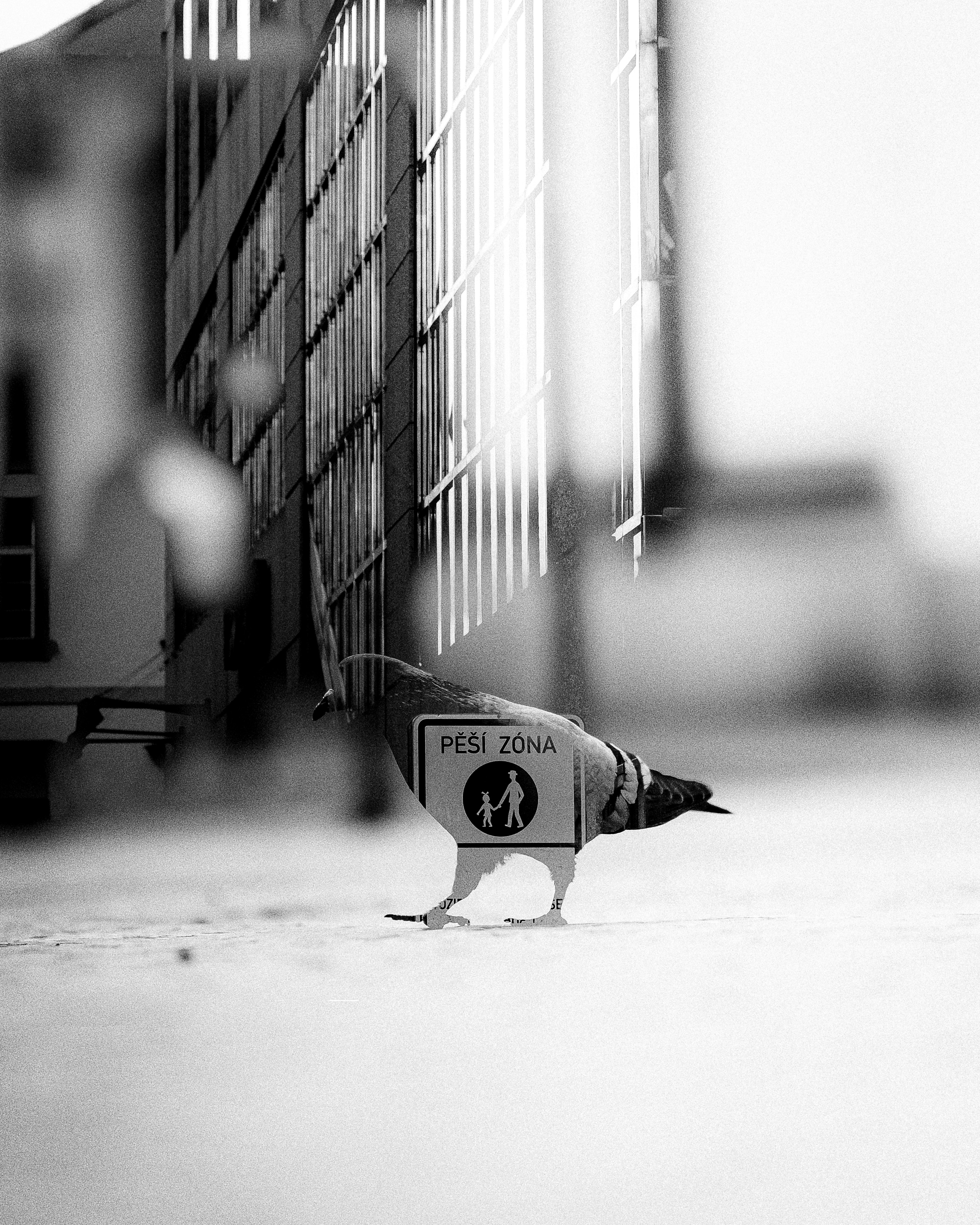 Pigeon in a Steel-Blue Alley: a lone sign as companion