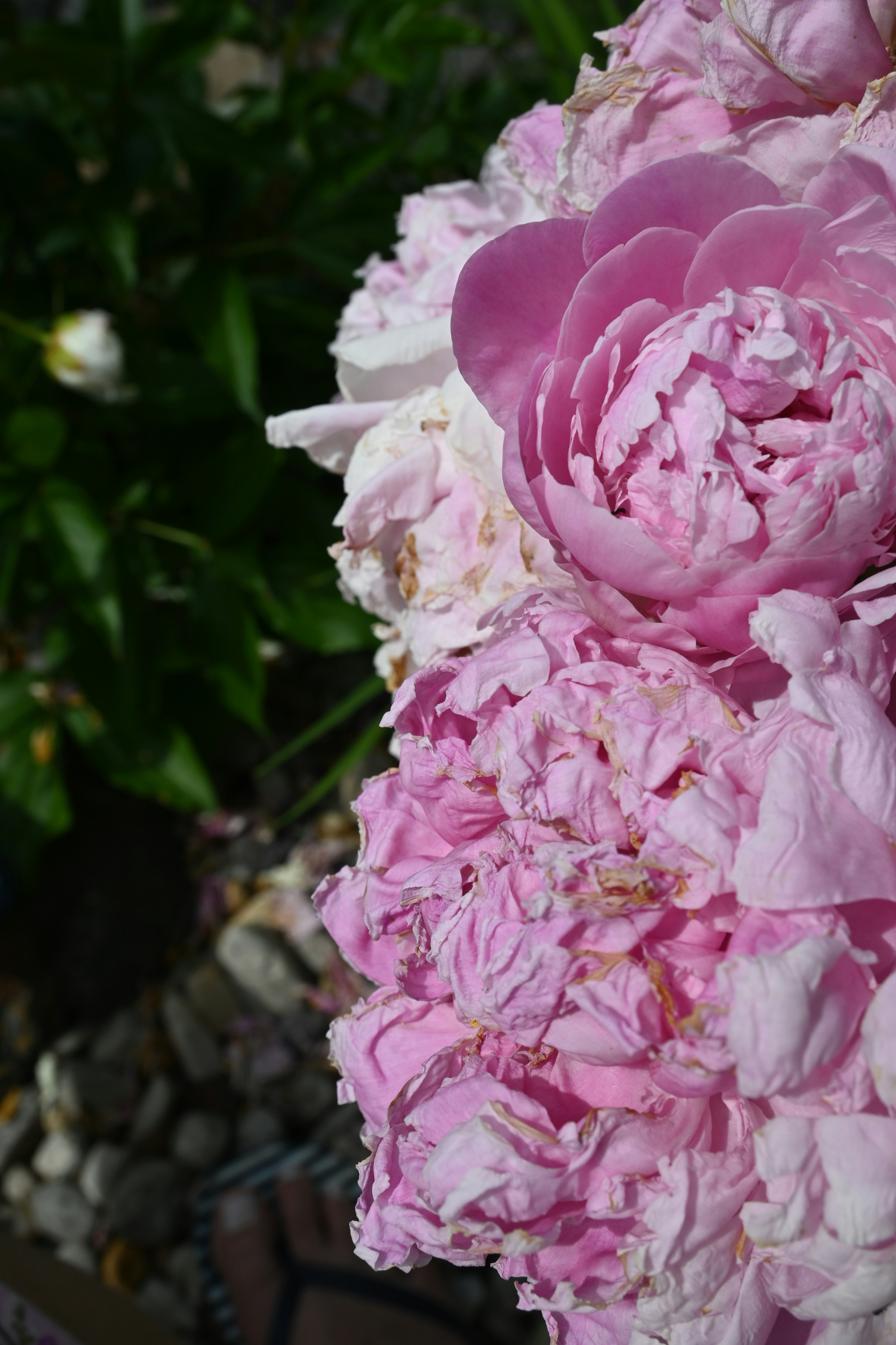 Crimson Petal Cascade: A Close-Up of Pink Blooms