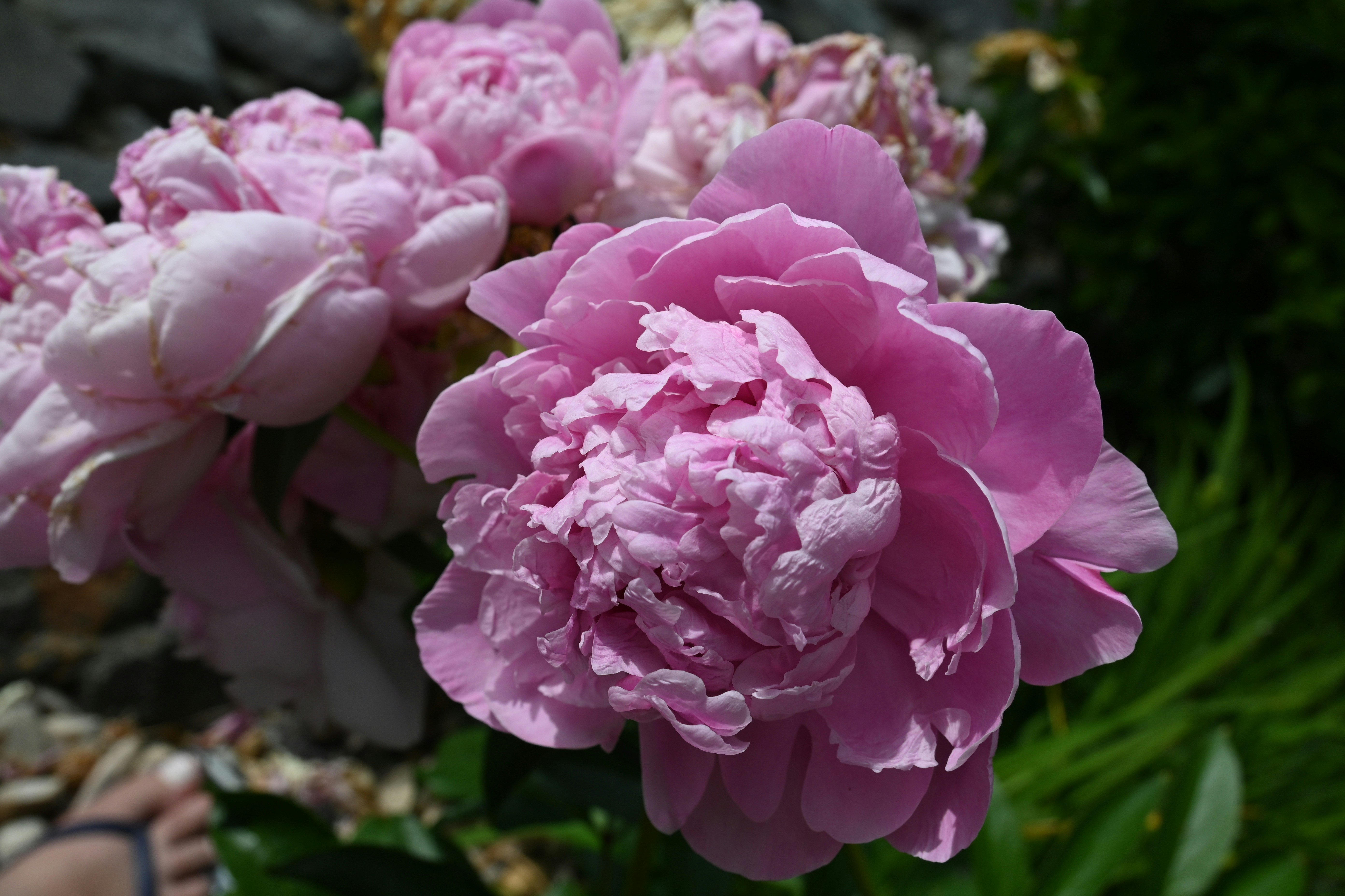 Fragrant Pink Peony in Full Bloom