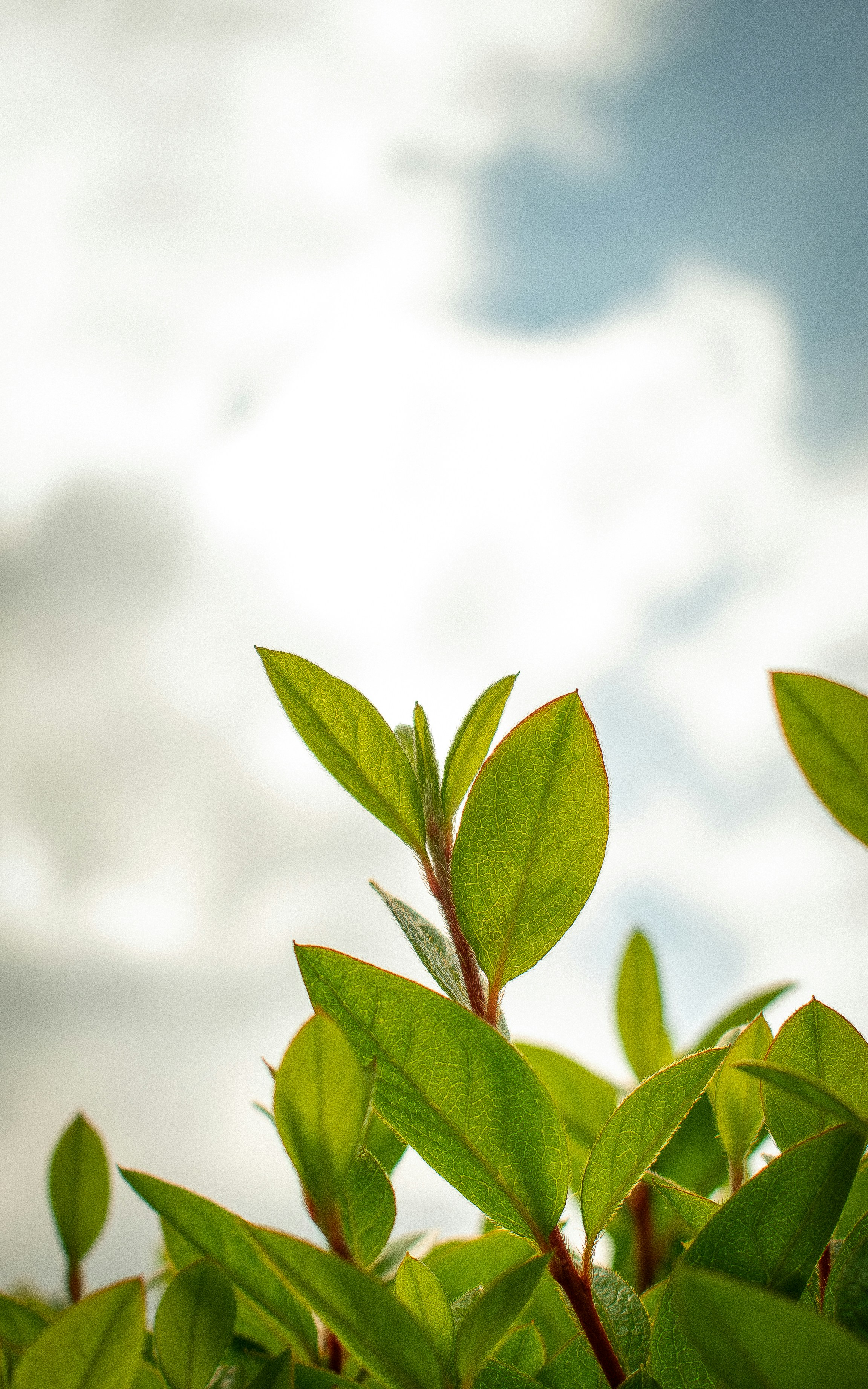 Emerging Green: Fresh Leaves Reaching Toward a Bright Sky