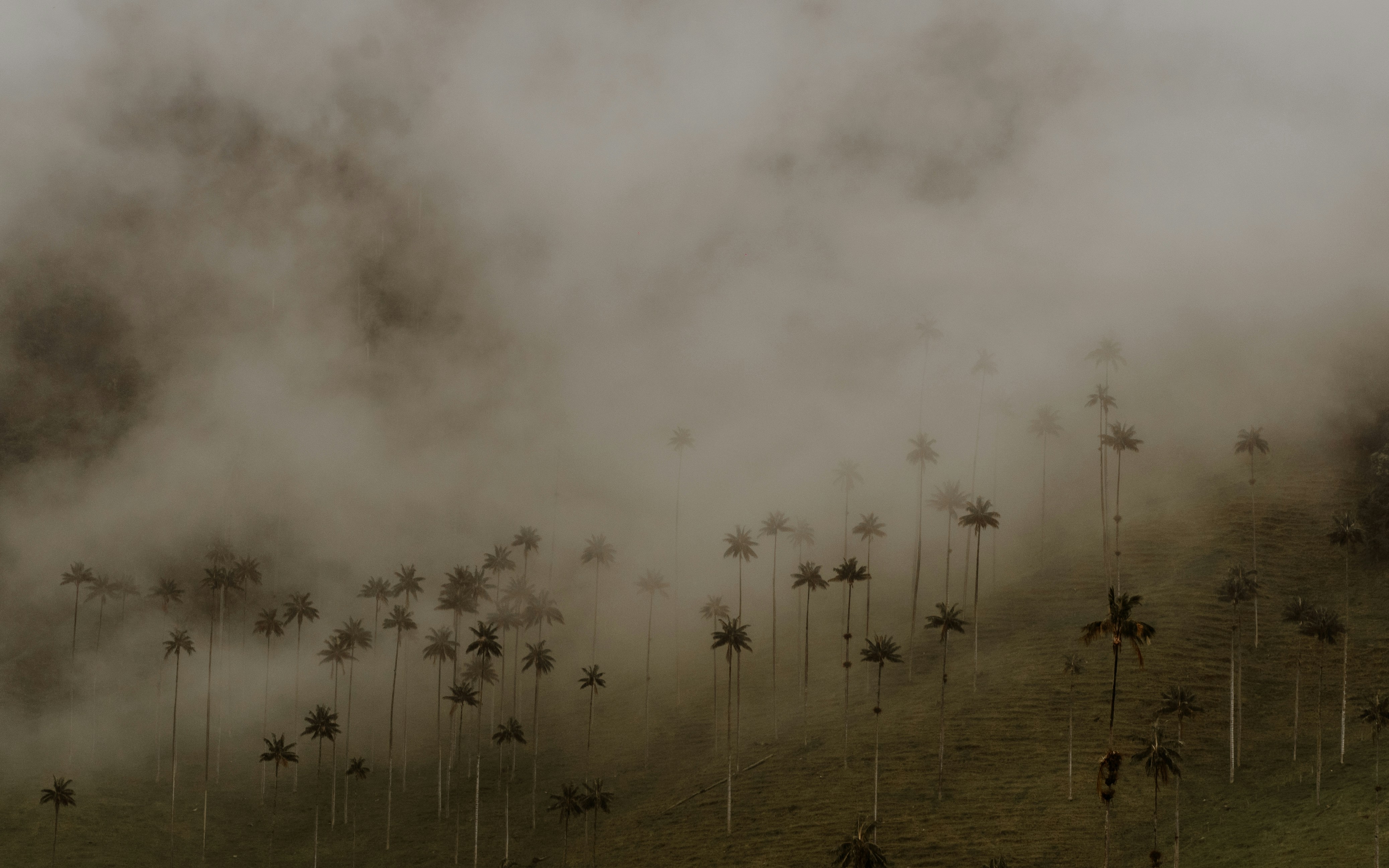 Mist over the Palms: A hillside dream veiled in fog