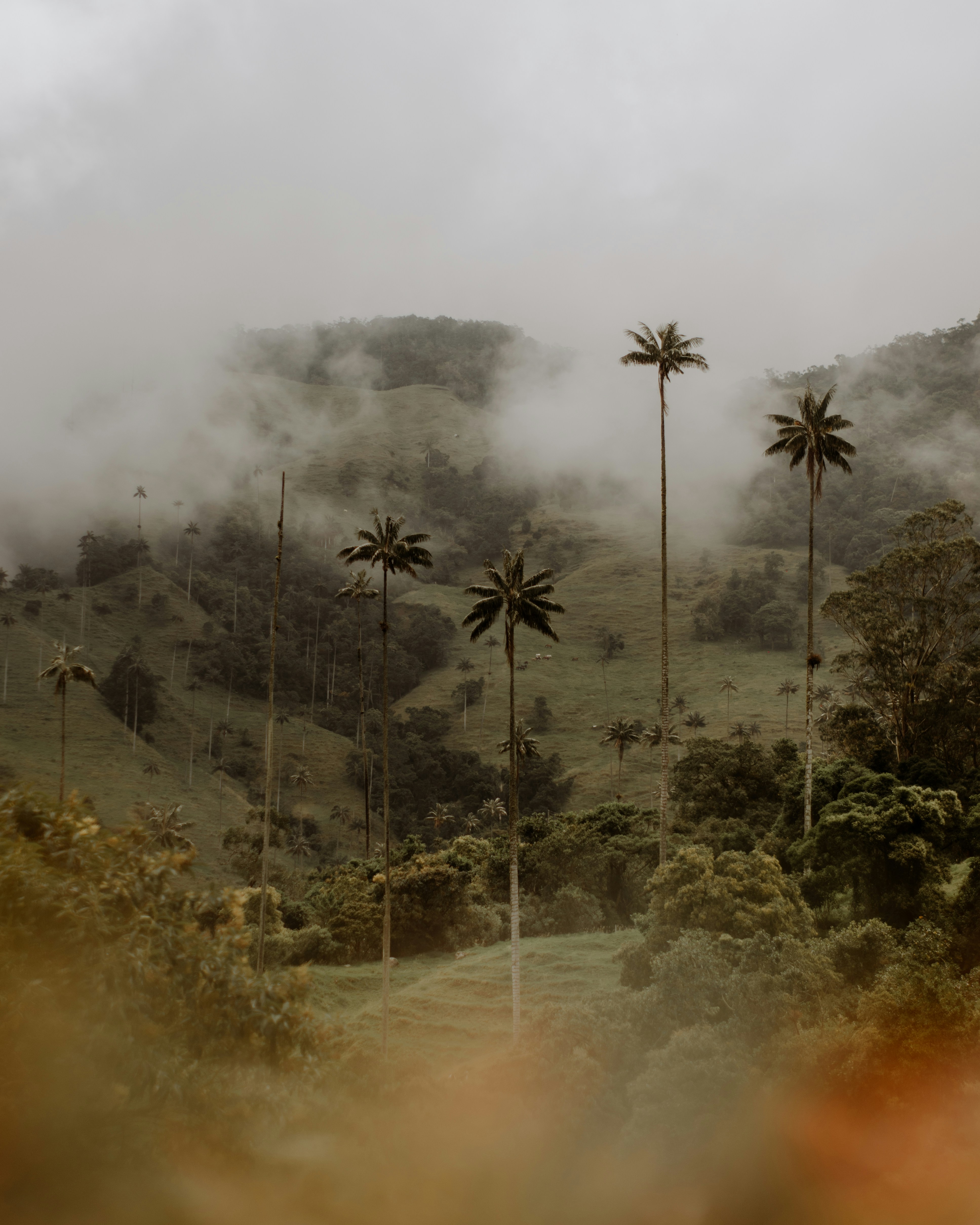 Mist Veil over Sloping Palms