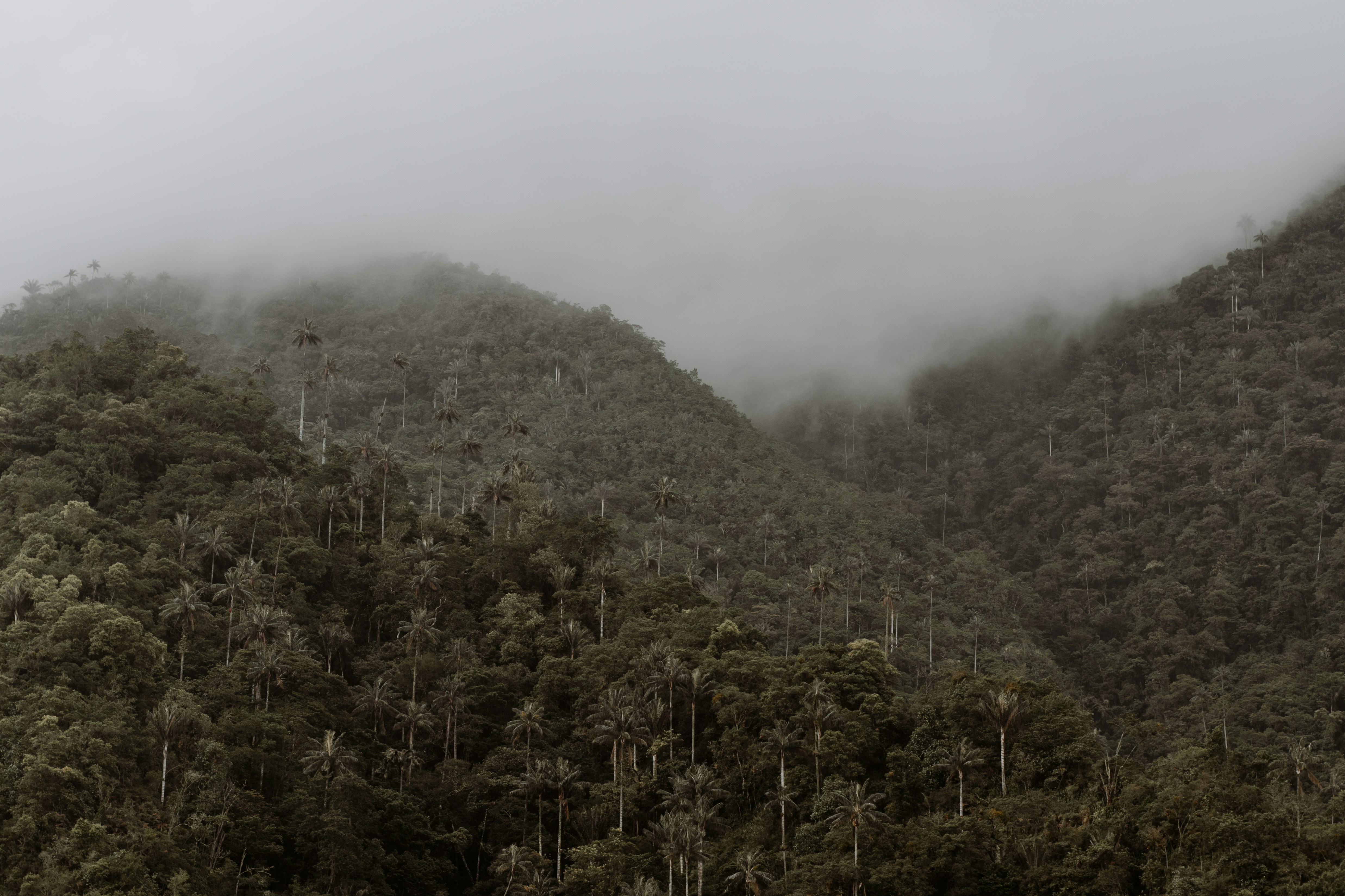 Mist-Clad Ridge: Forested Slopes Under Low Clouds