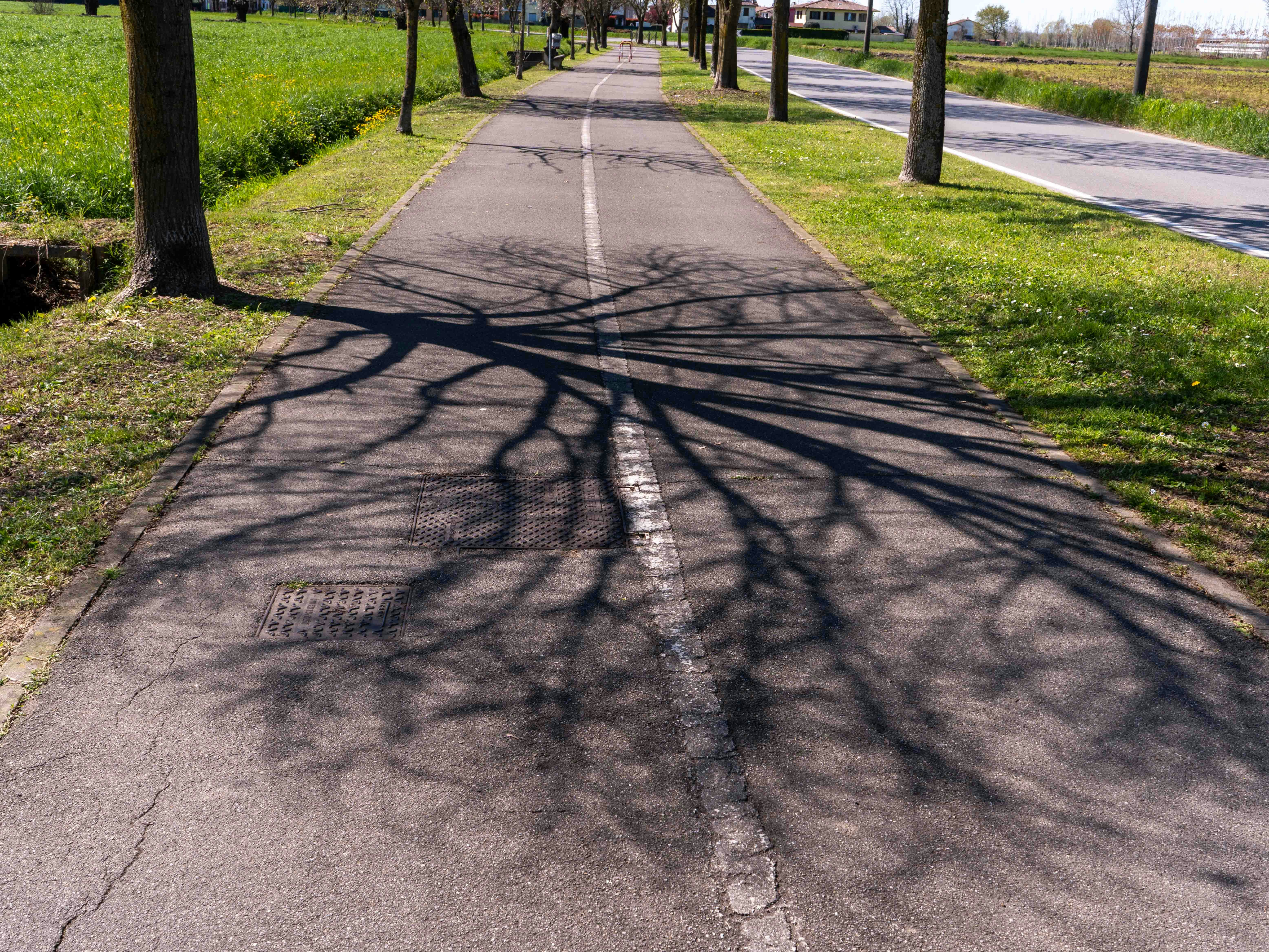 Shadowed Canvas: Tree Branch Lattice Across the Park Path