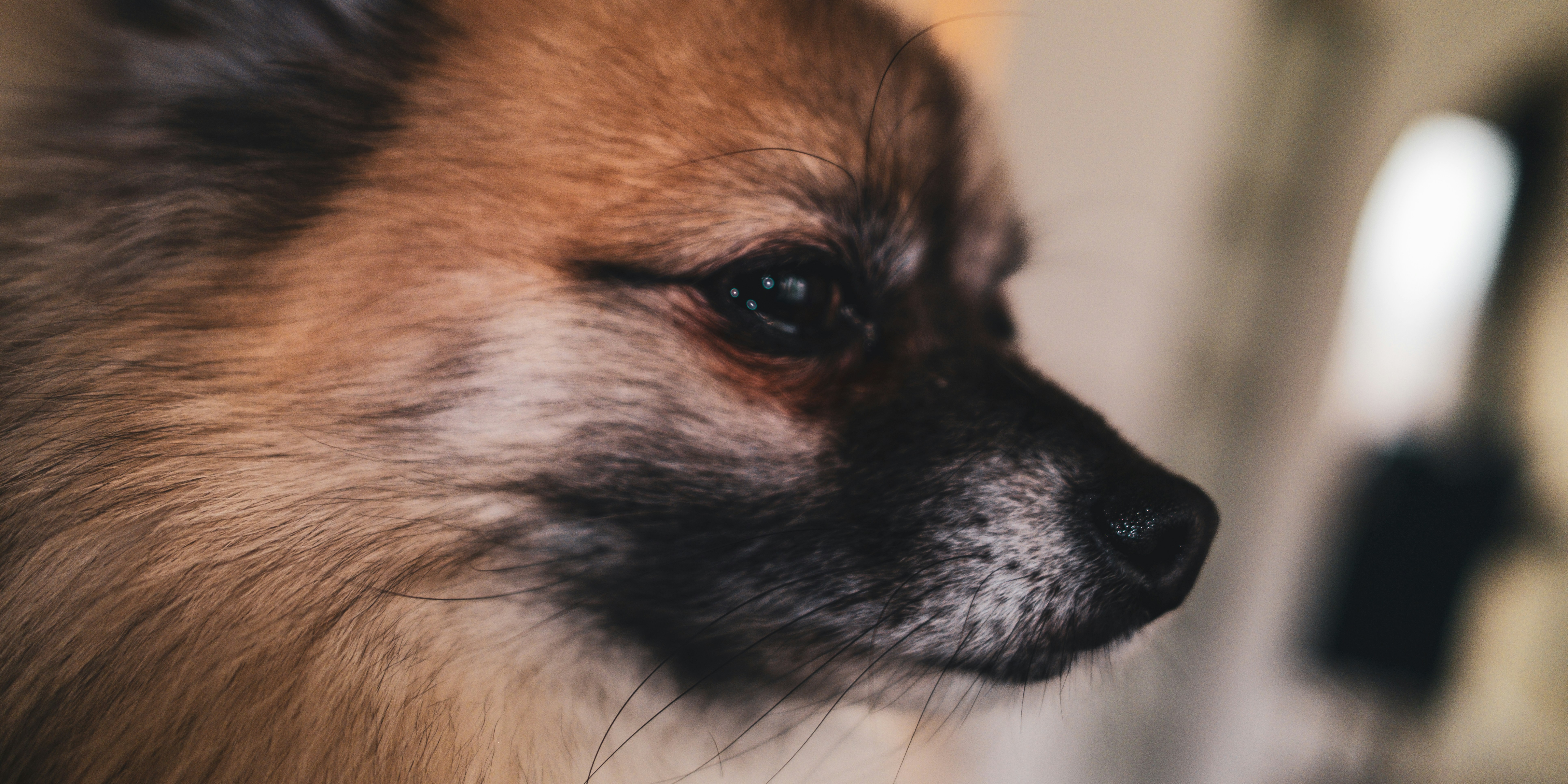 Profile in Focus: A Quiet Moment of a Elf-like Pup