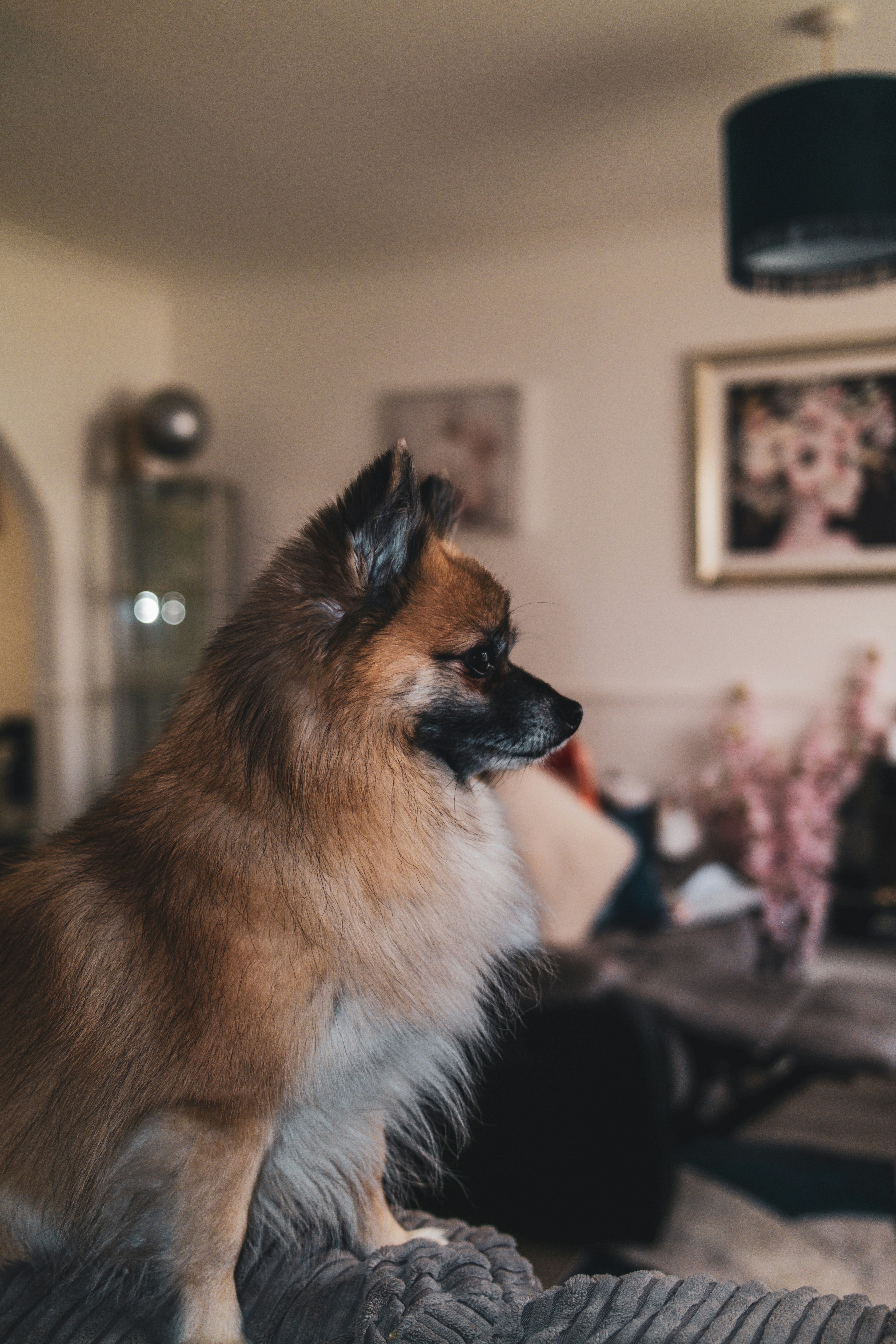 Profile of a Pomeranian in Quiet Living Room