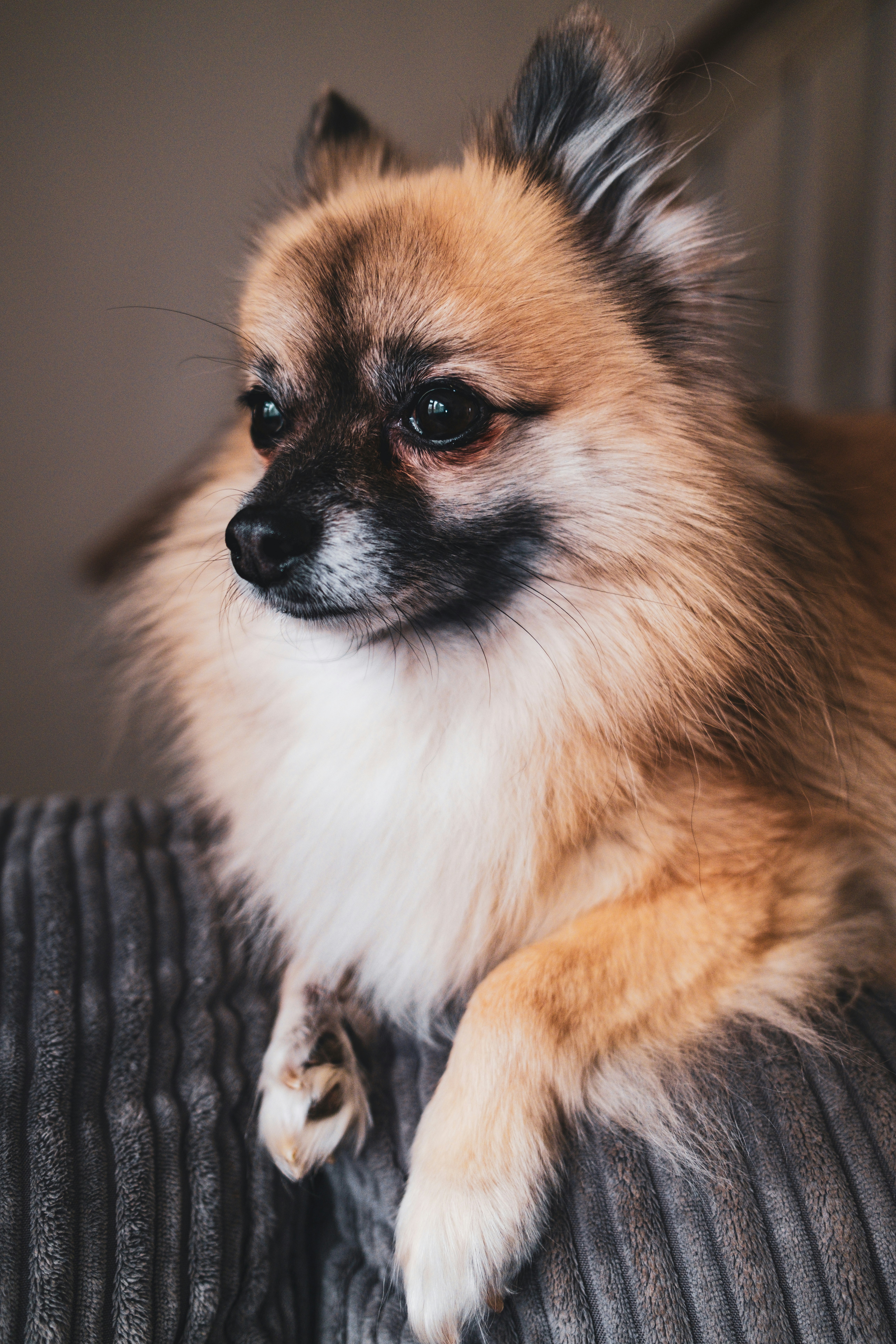 Dapper Pom Face: Soft Focus on a Curious Pup