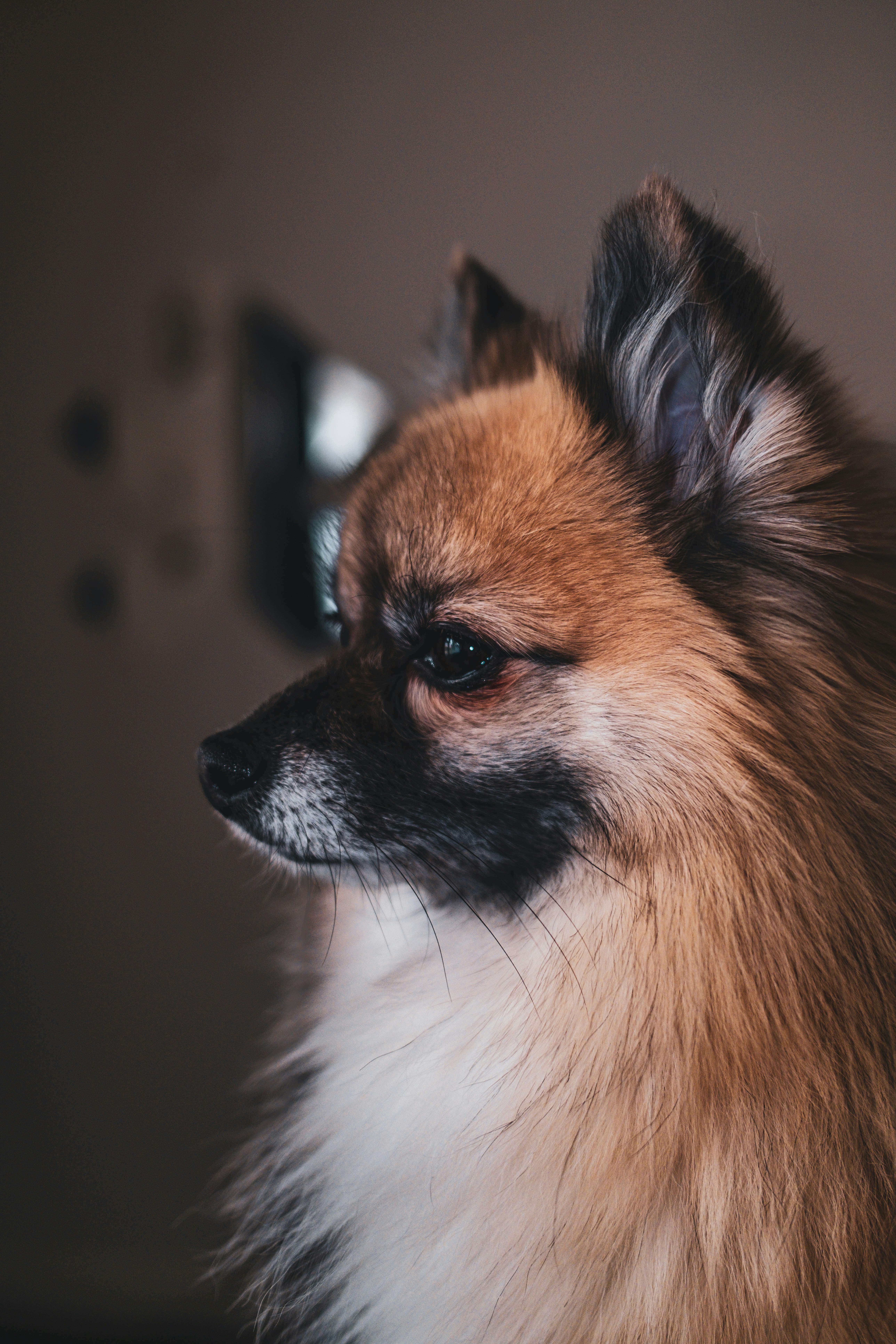 Quiet Watcher: A Pomeranian in Soft Indoor Light