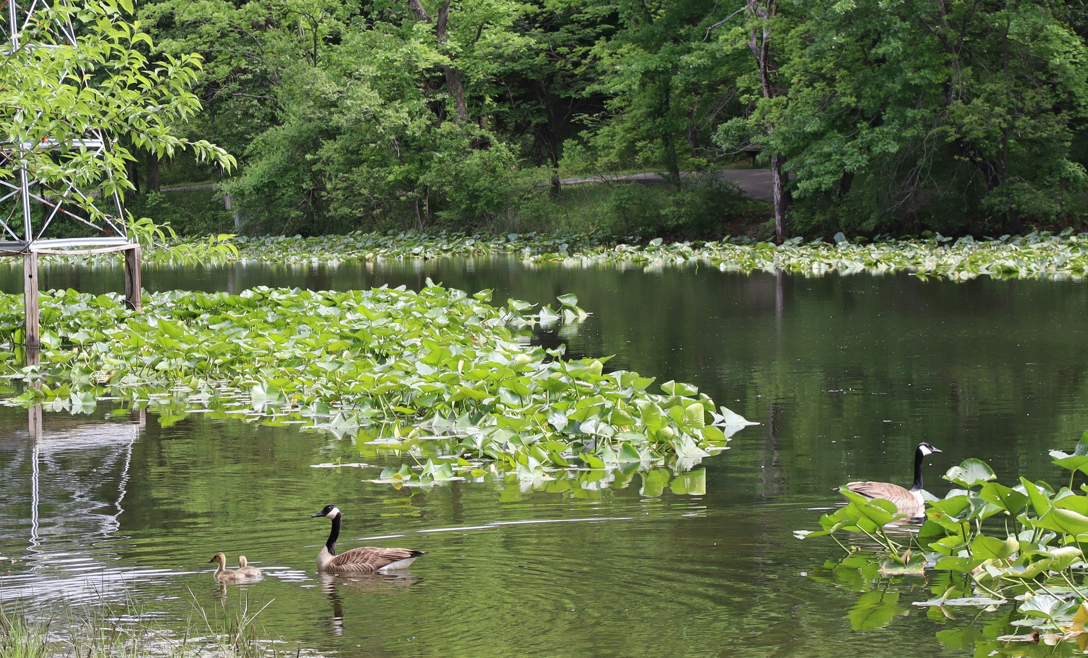 Lily Patch and Waterfowl in a Quiet Canal