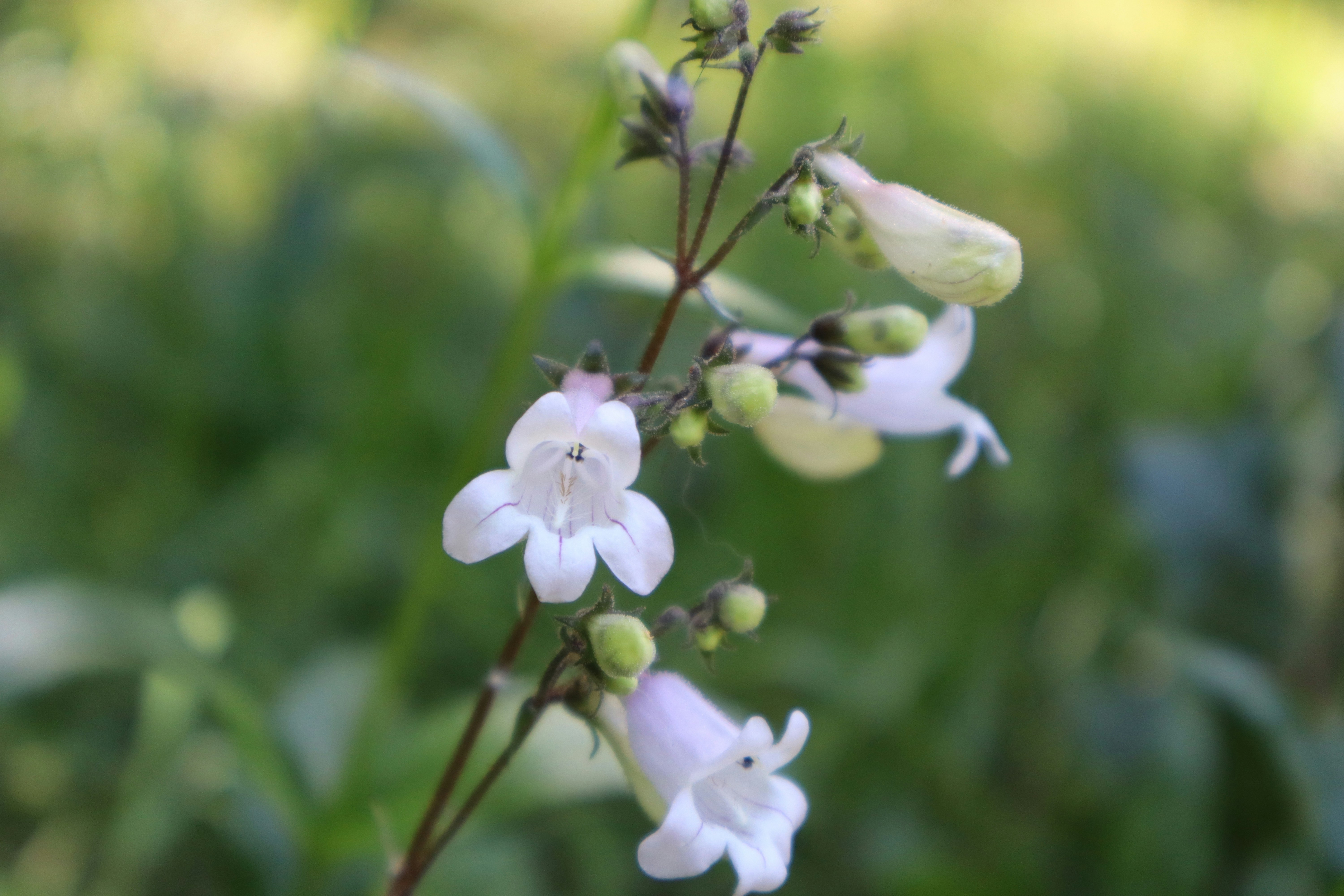 Delicate white blooms along a sunlit stem