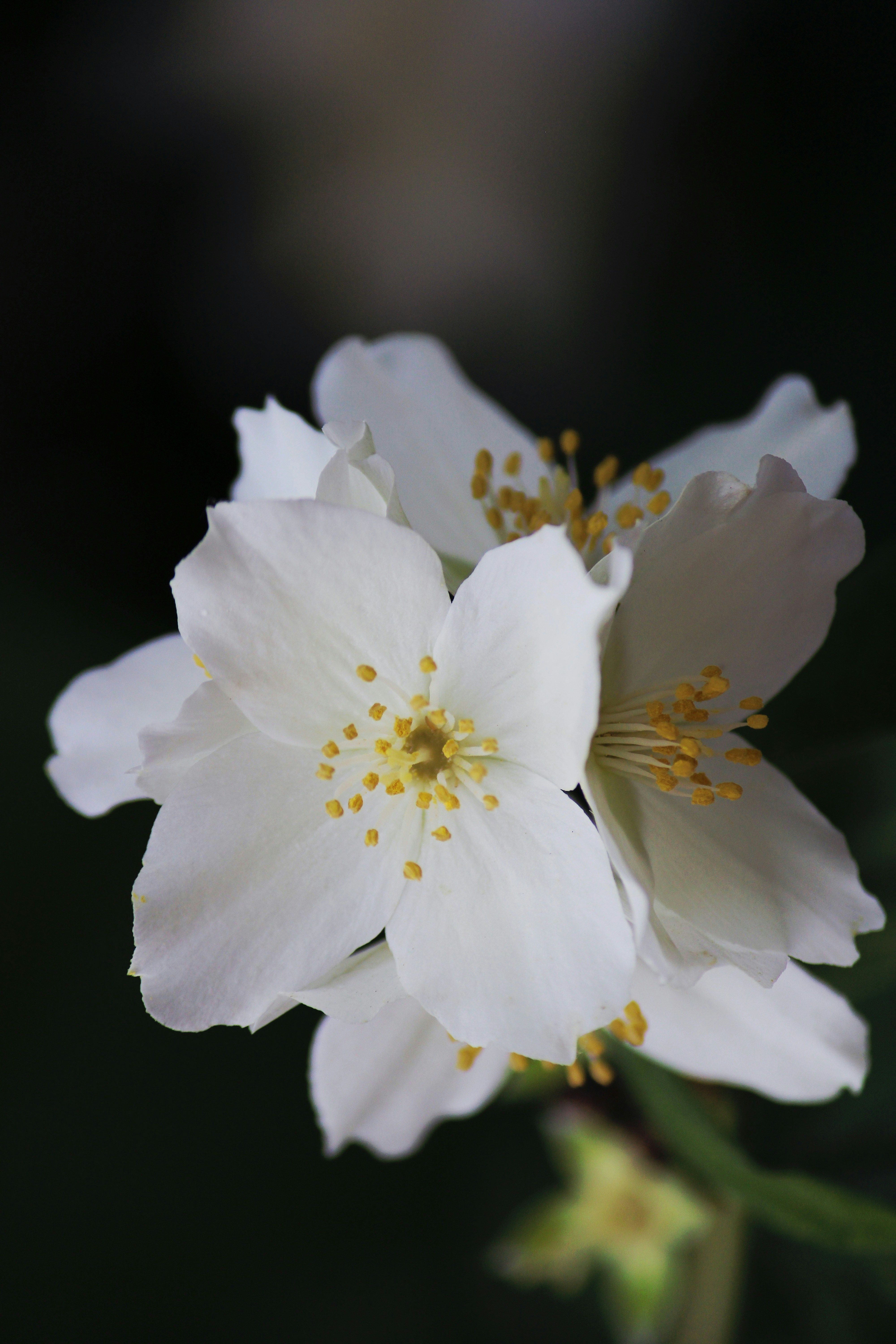 Snow-white bloom in soft focus against a shadowed backdrop