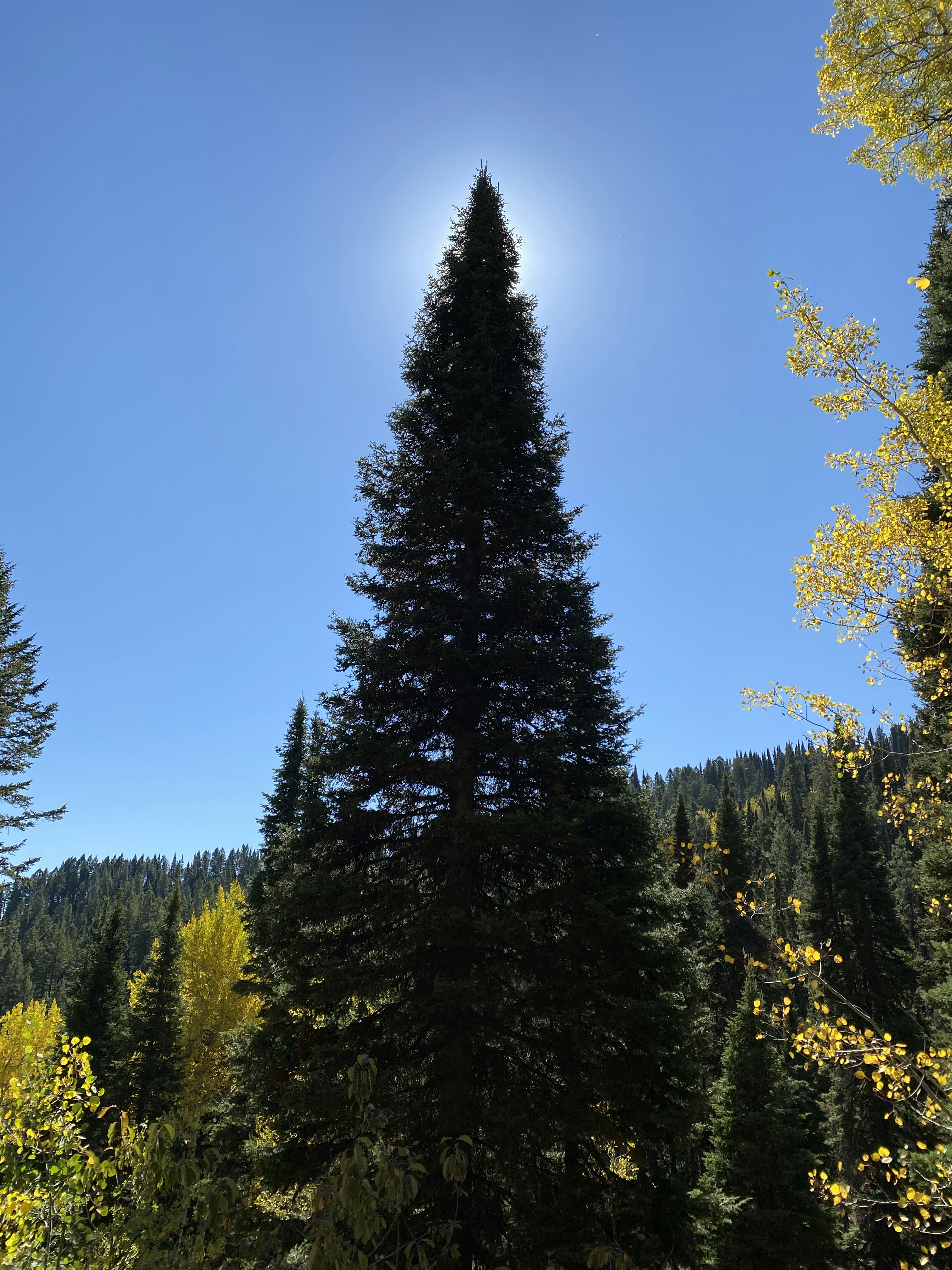 Sunlit Sentinel: A towering pine crowned by a halo of light