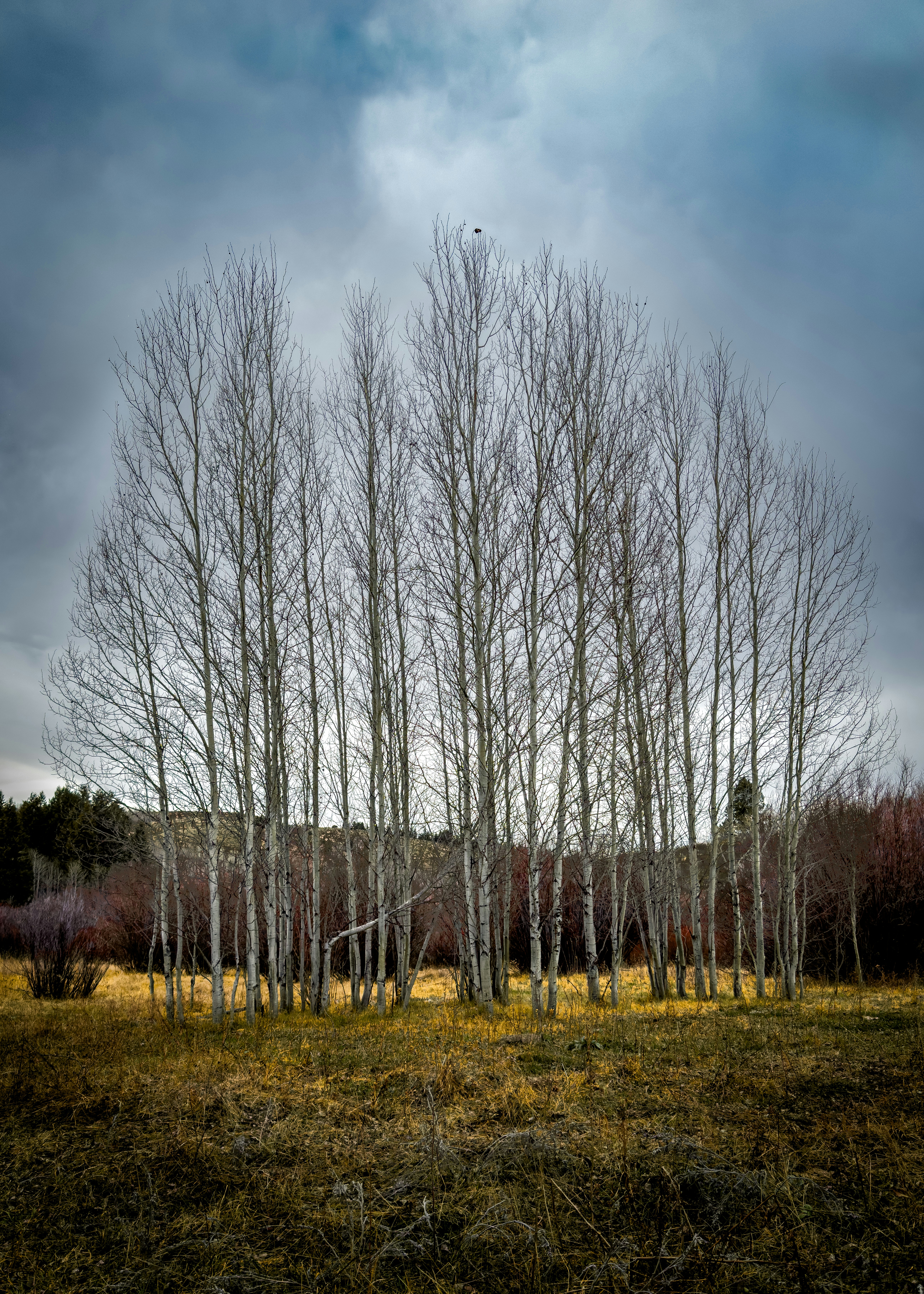 Stand of Silent birch beneath a steel-gray sky