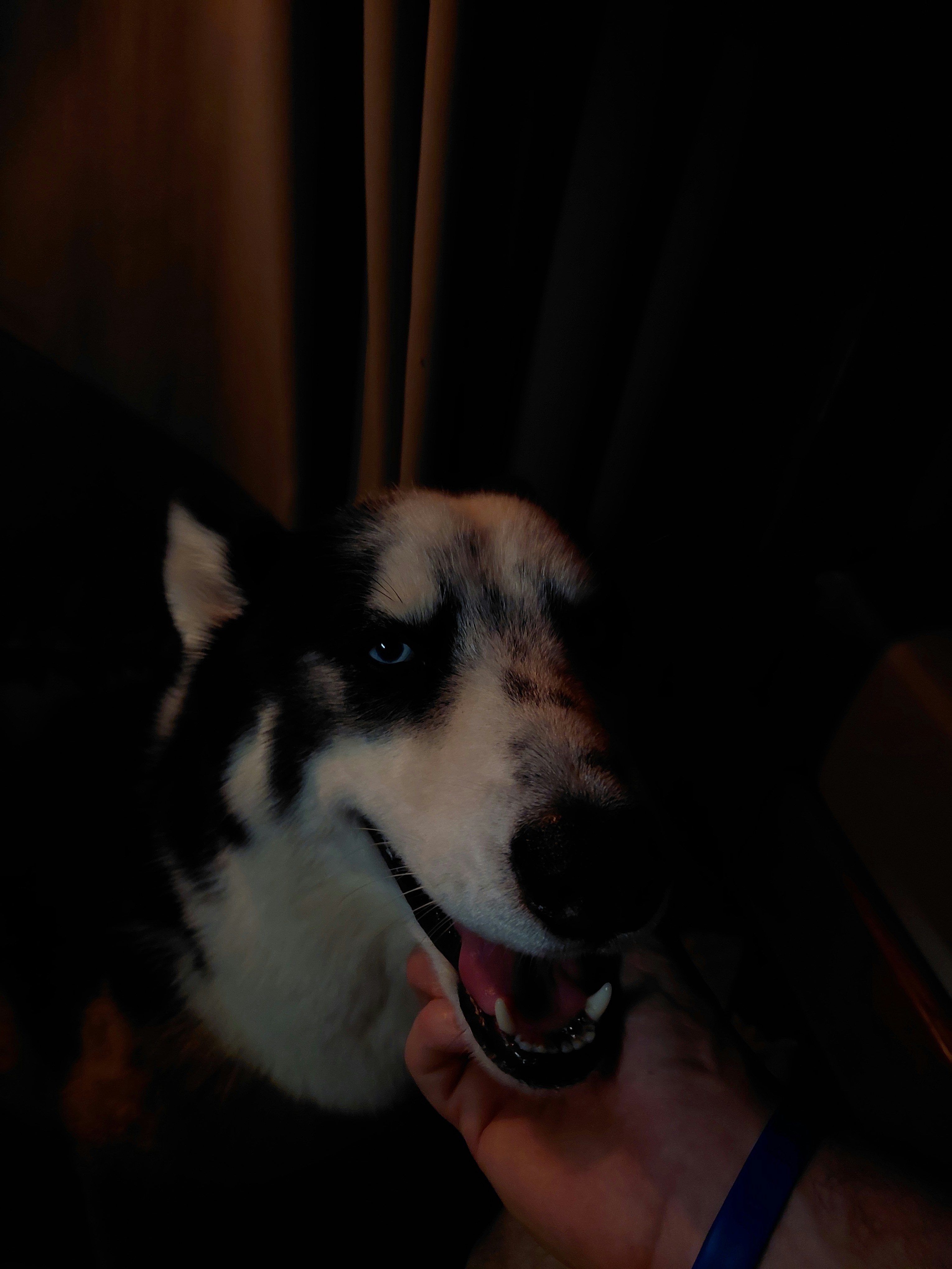Dim Room, Vibrant Smile: A Husky's Quiet Demand for Affection