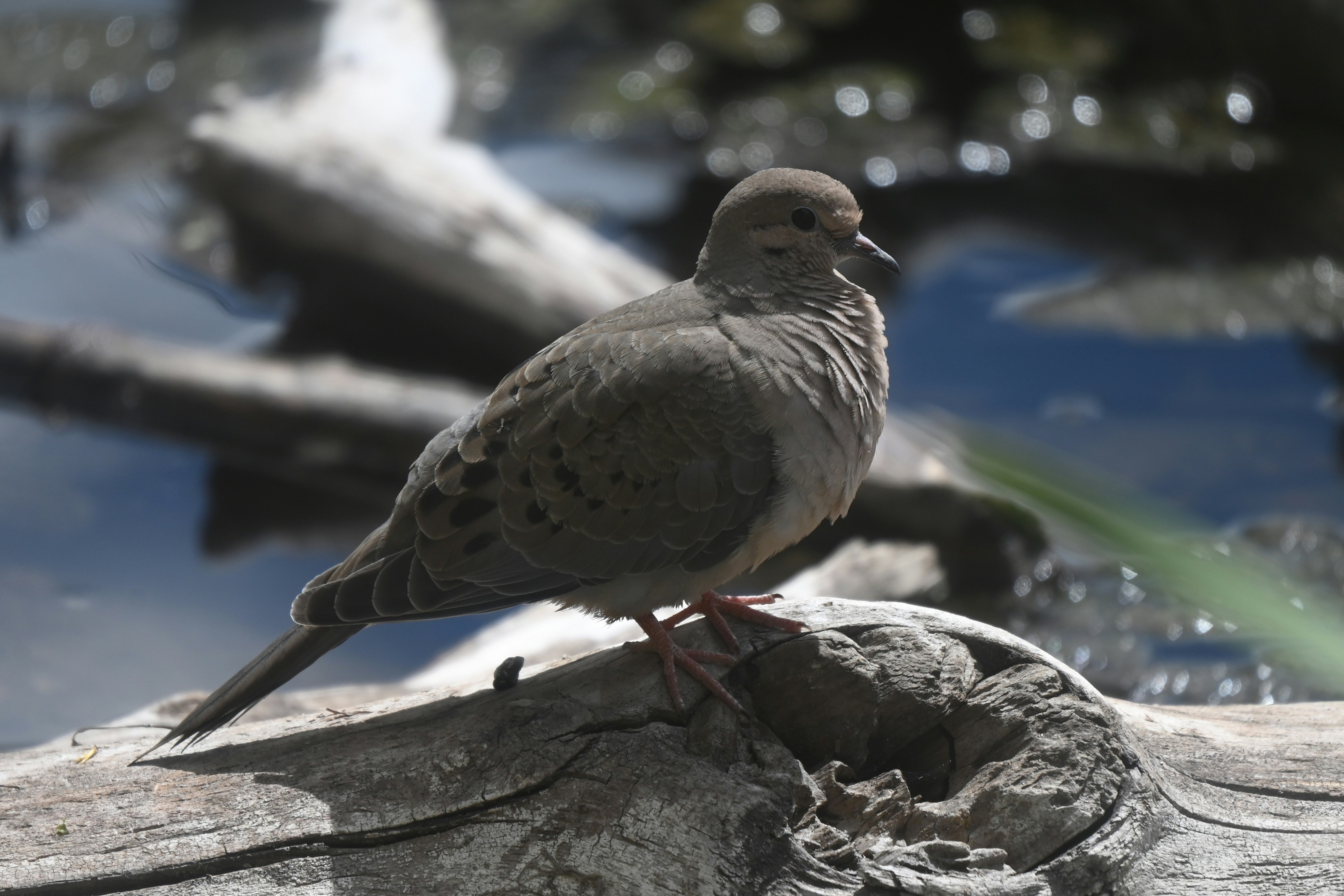 Perched Pigeon on Weathered Log by Dappled Brook
