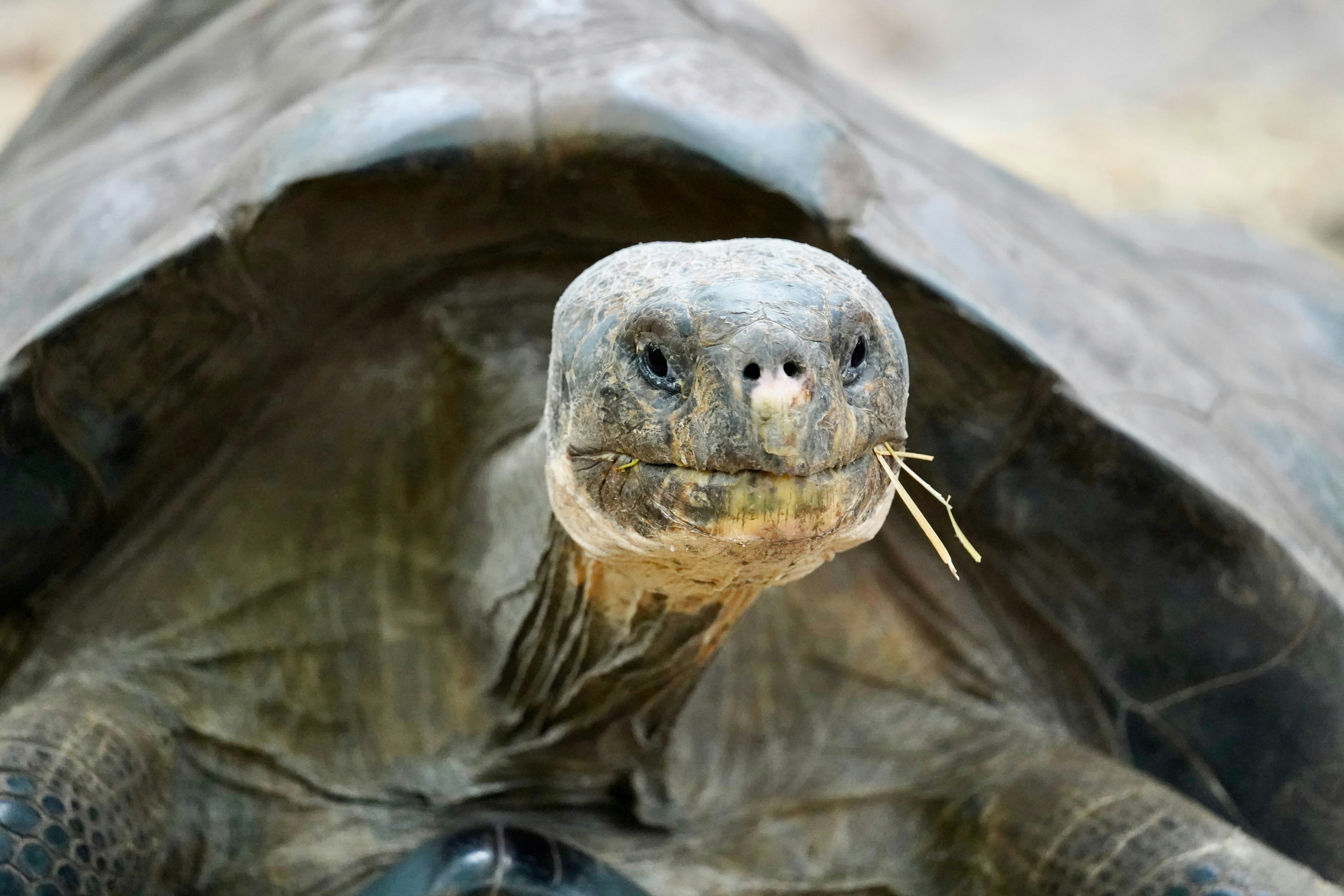Close-Up of a Tortoise Piercing Gaze from a Shelled Face