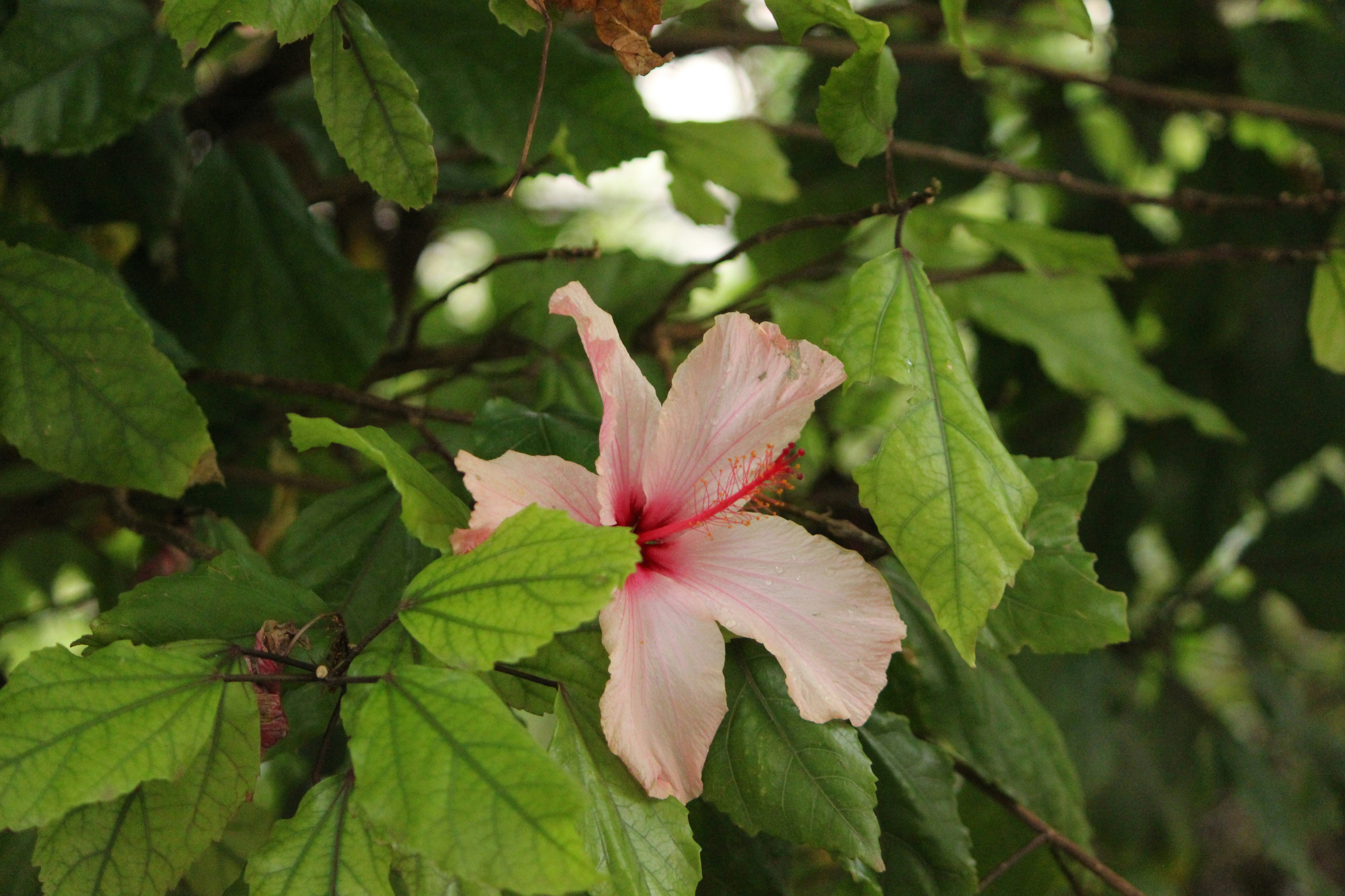 Pink Hibiscus in Soft Dappled Shade