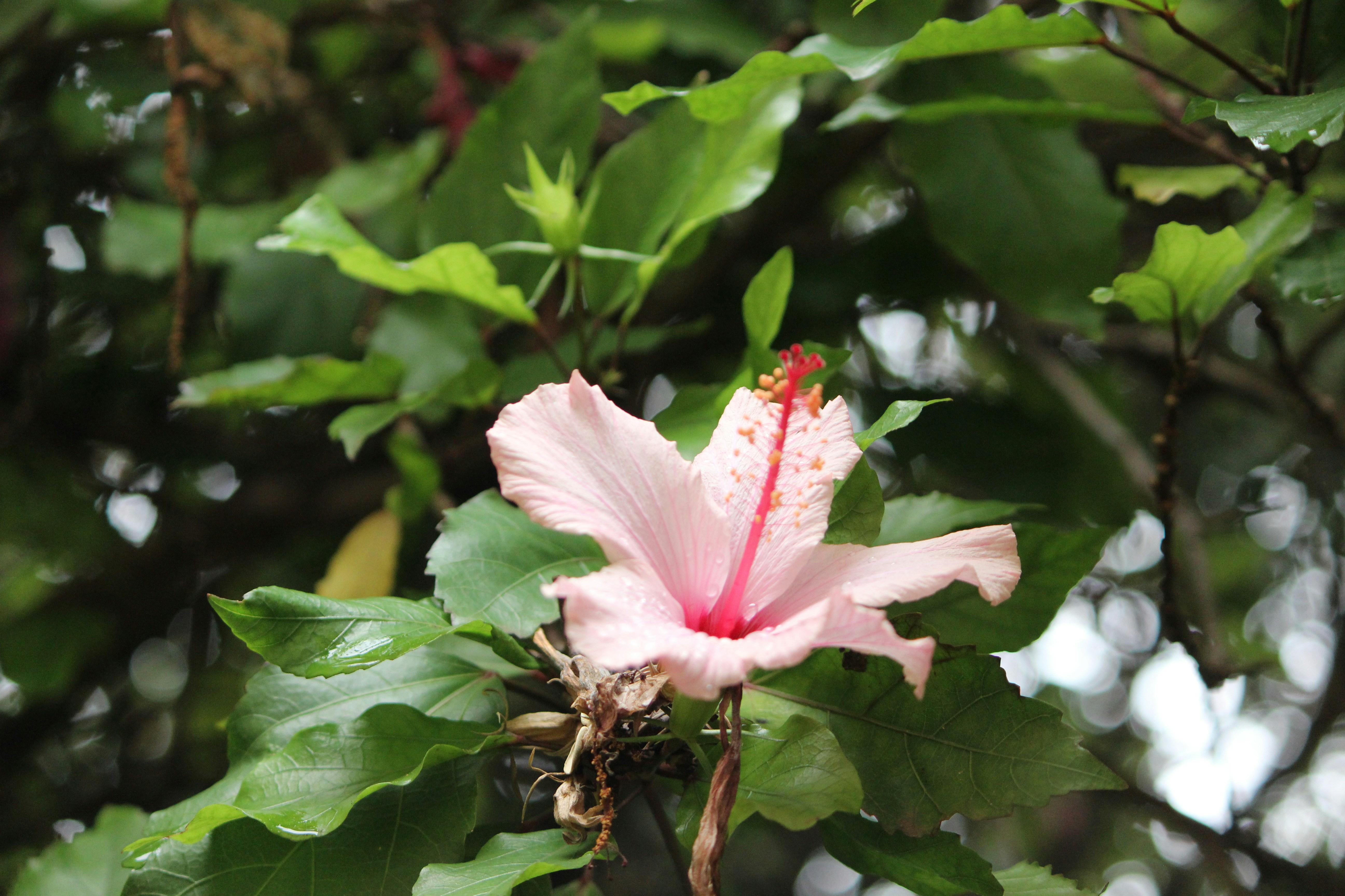 Pink Hibiscus Bloom Peeking Through Green Canopy