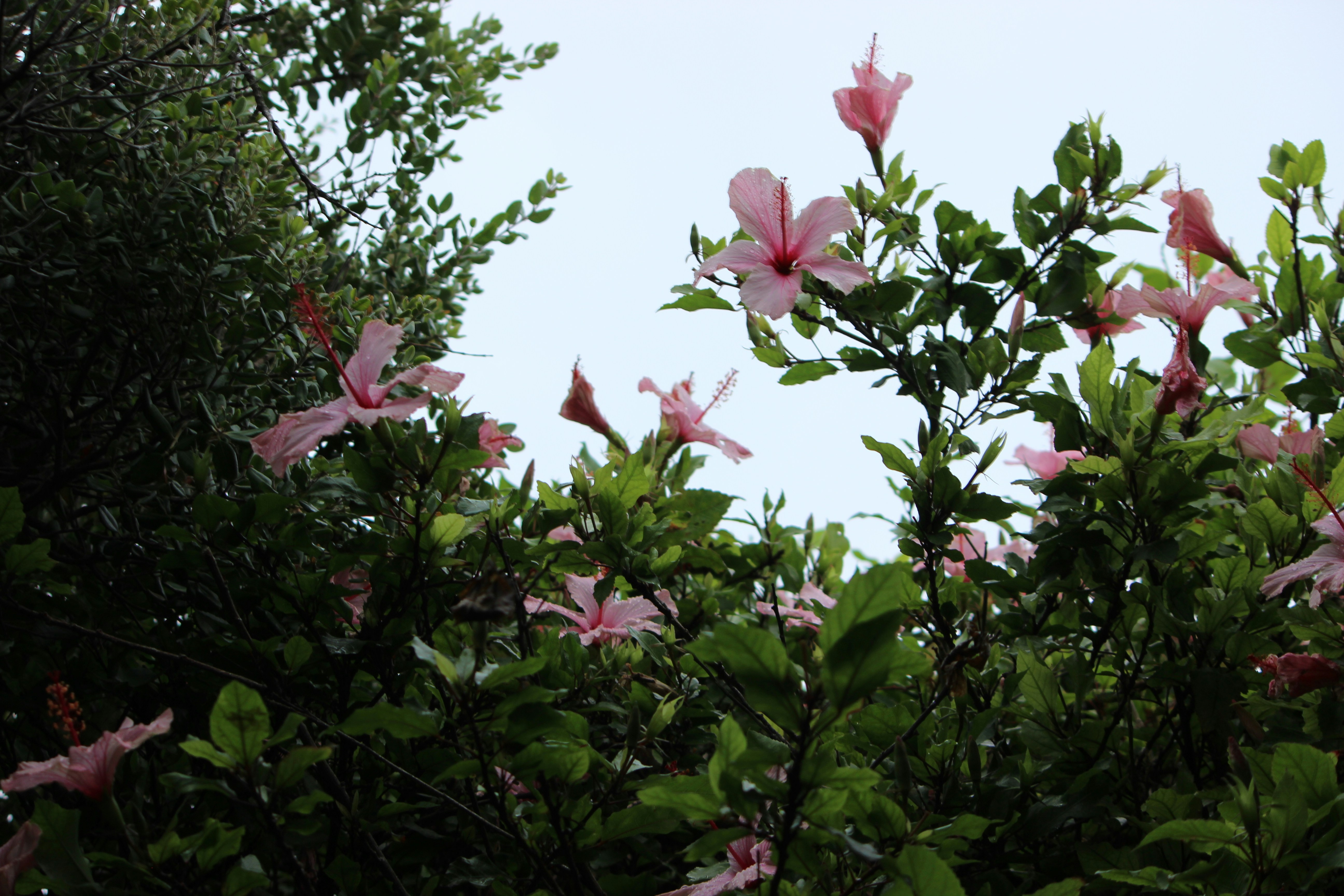 Pink Hibiscus Framed by Green Canopy