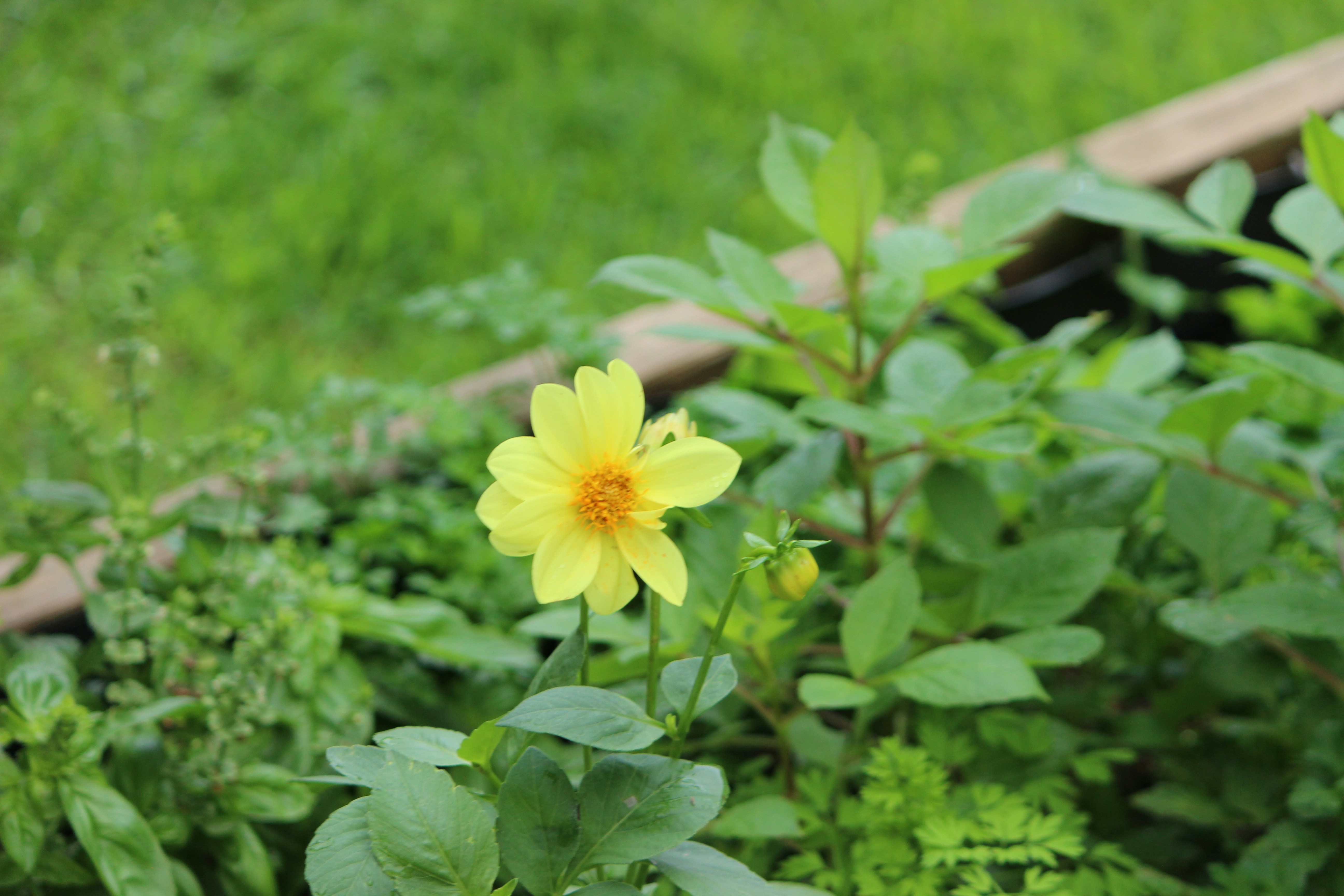Sunlit Yellow Blossom in a Quiet Garden