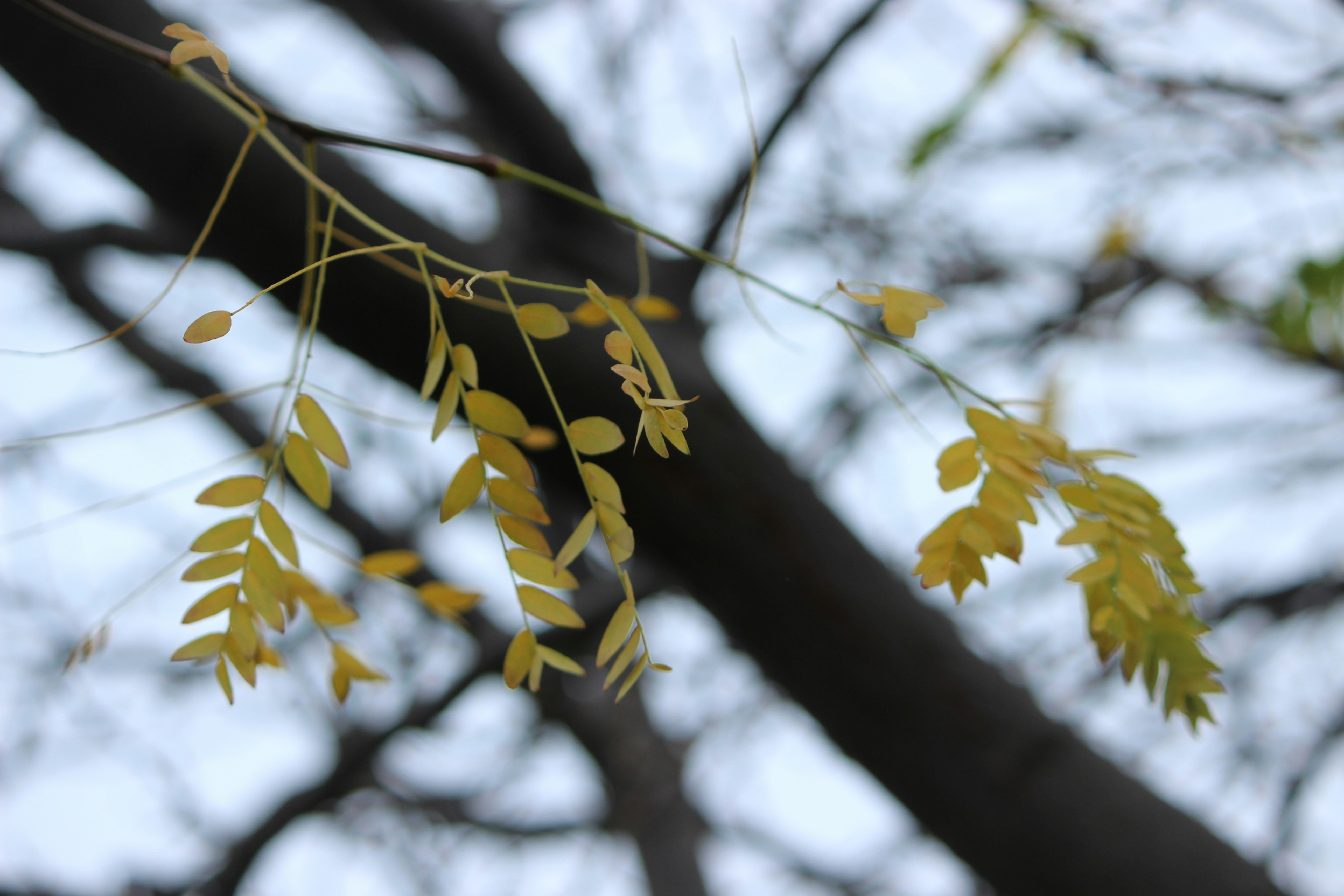 Autumnal Fronds in Soft Focus Against a Silhouette Sky