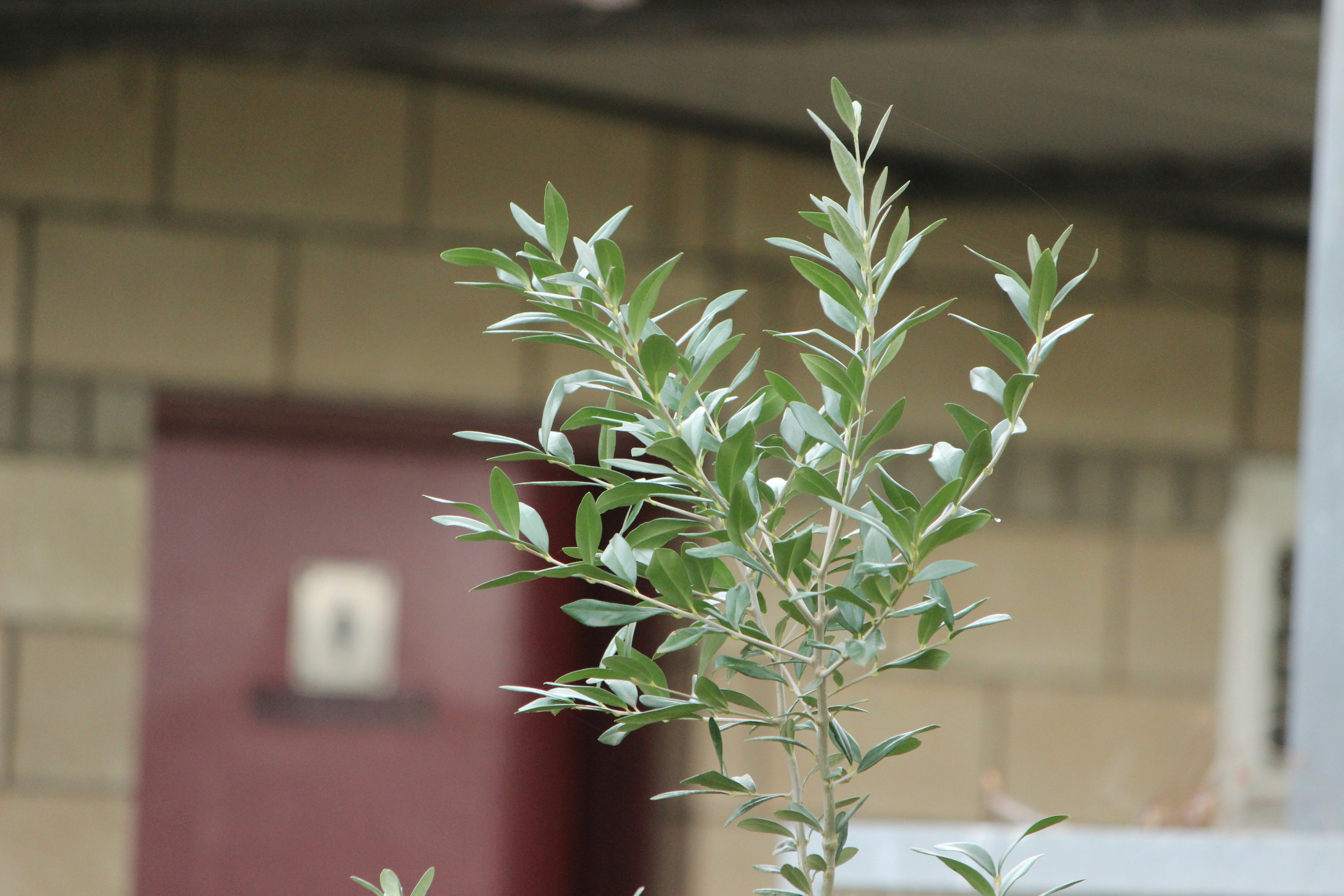  Olive sprig in focus against a blurred urban backdrop
