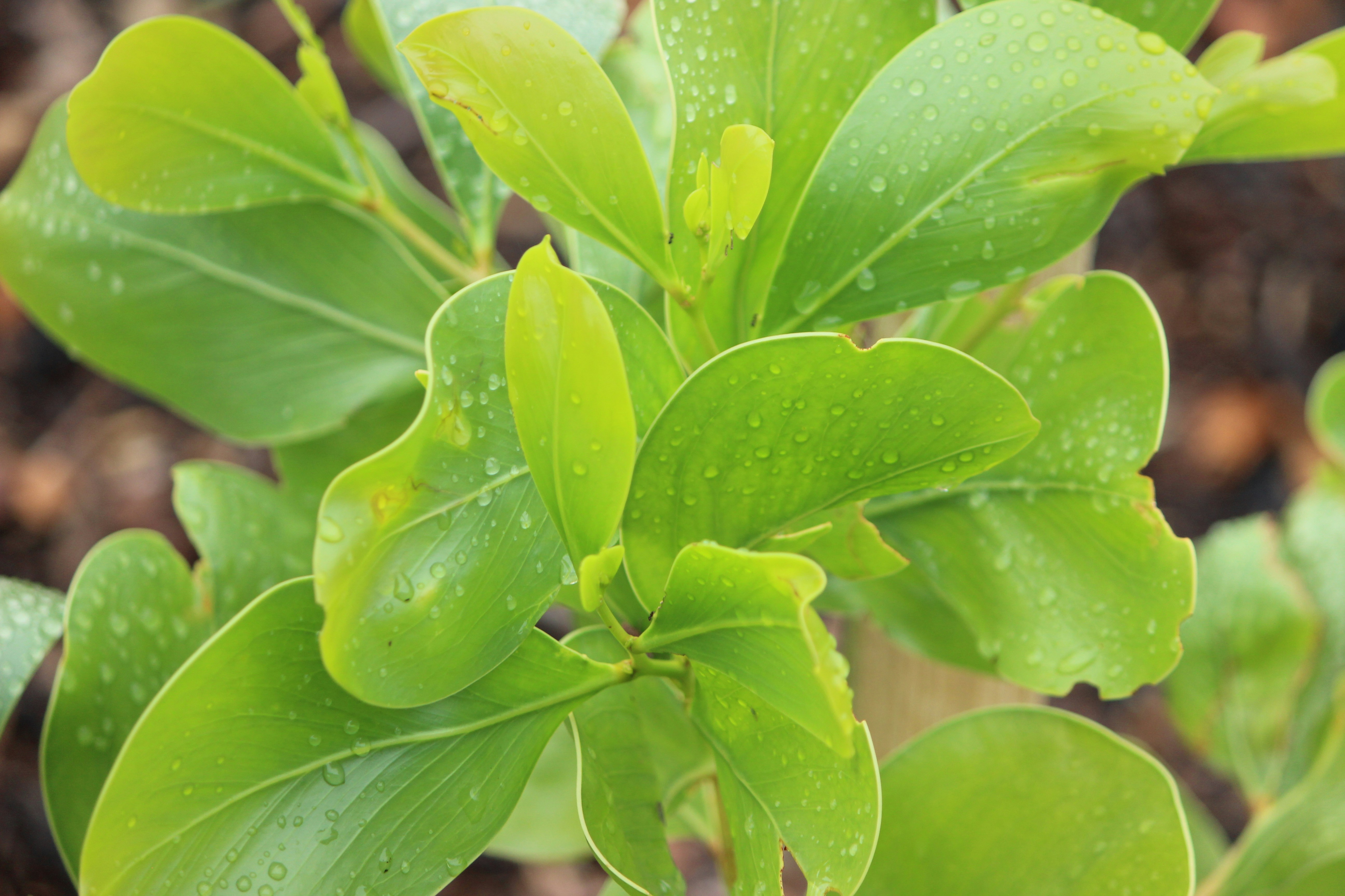 Emerald Veil: Fresh Green Leaves with Morning Droplets
