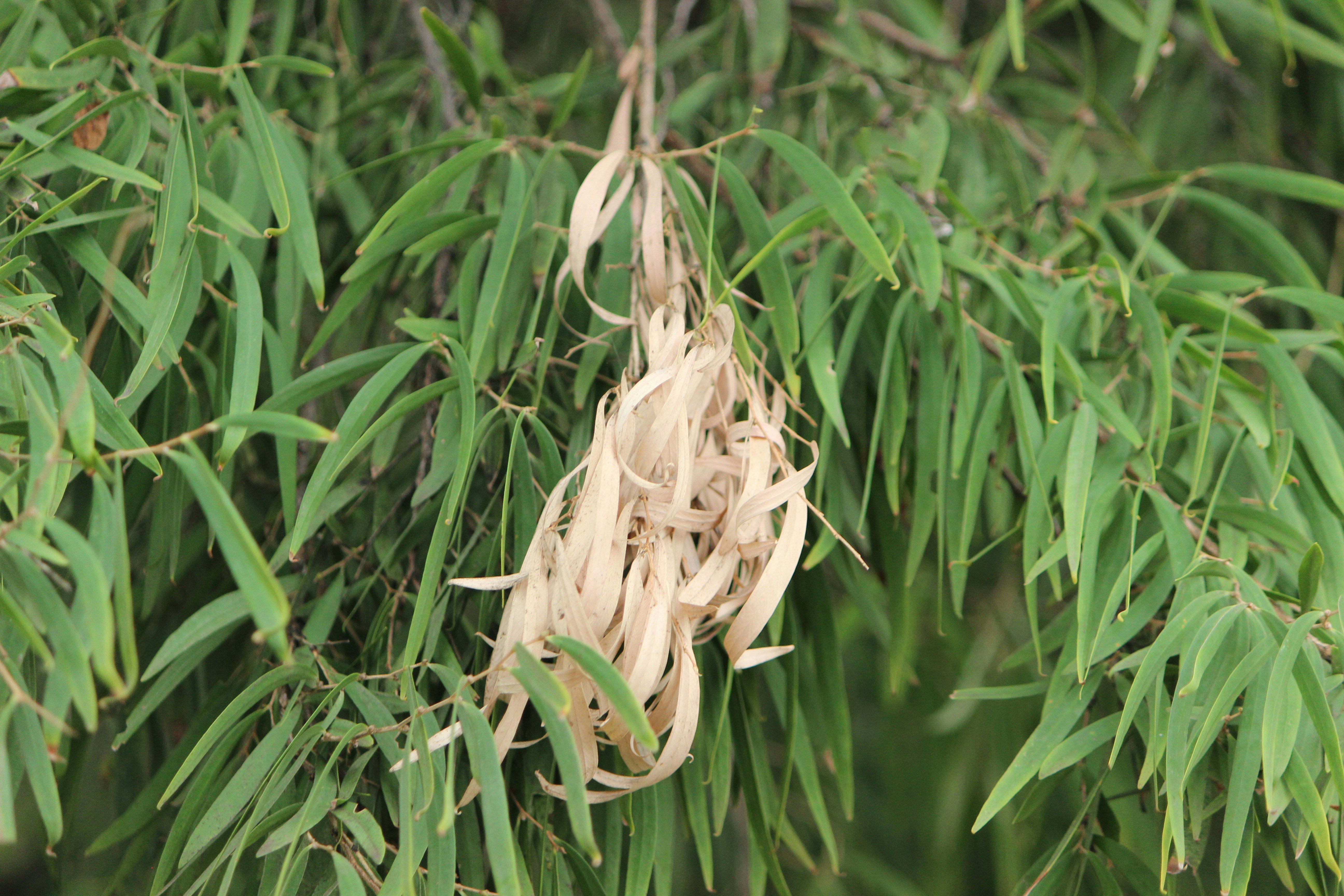 Tangled seed pods amid willow-like foliage