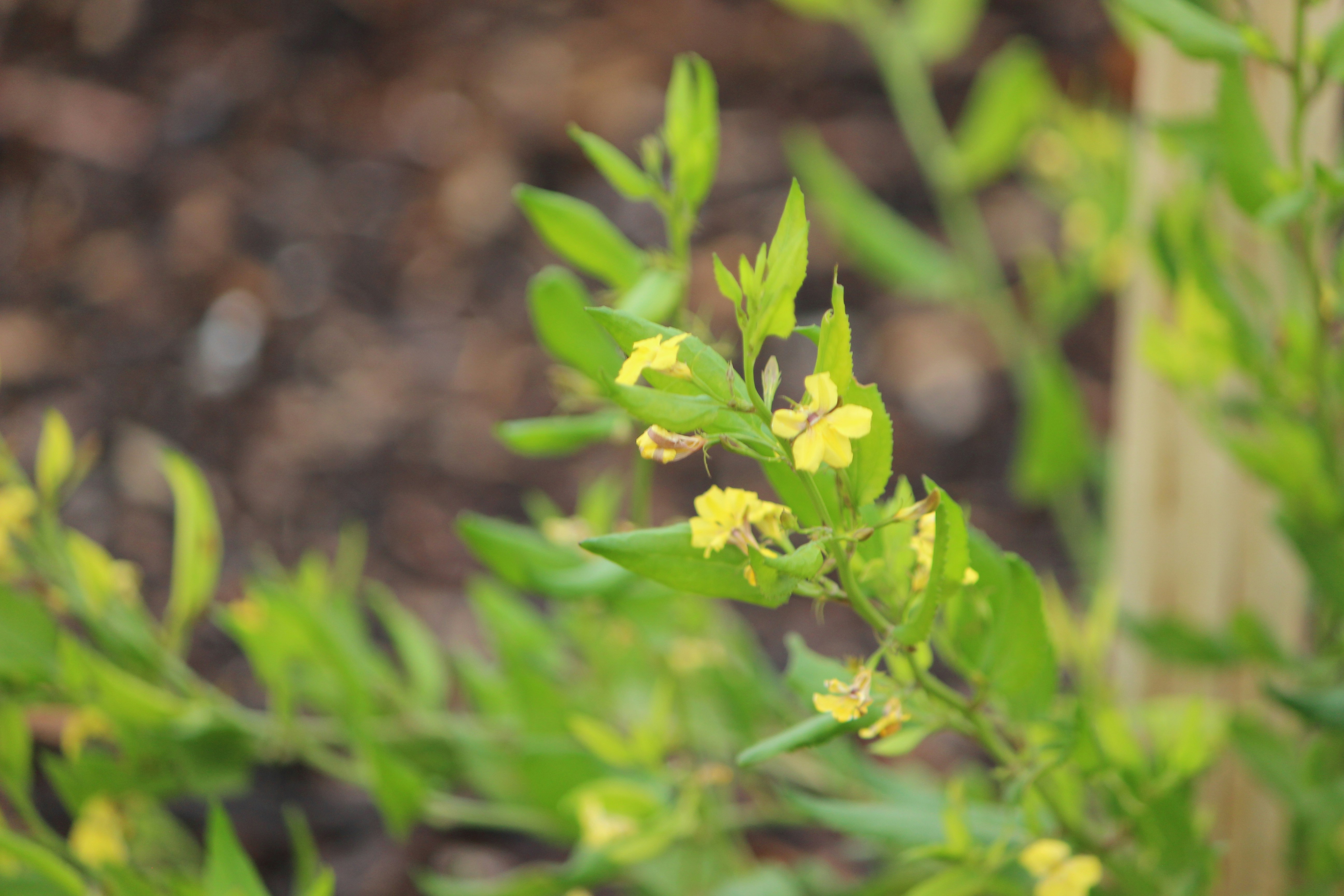Sunlit Yellow Blooms on a Green Twig