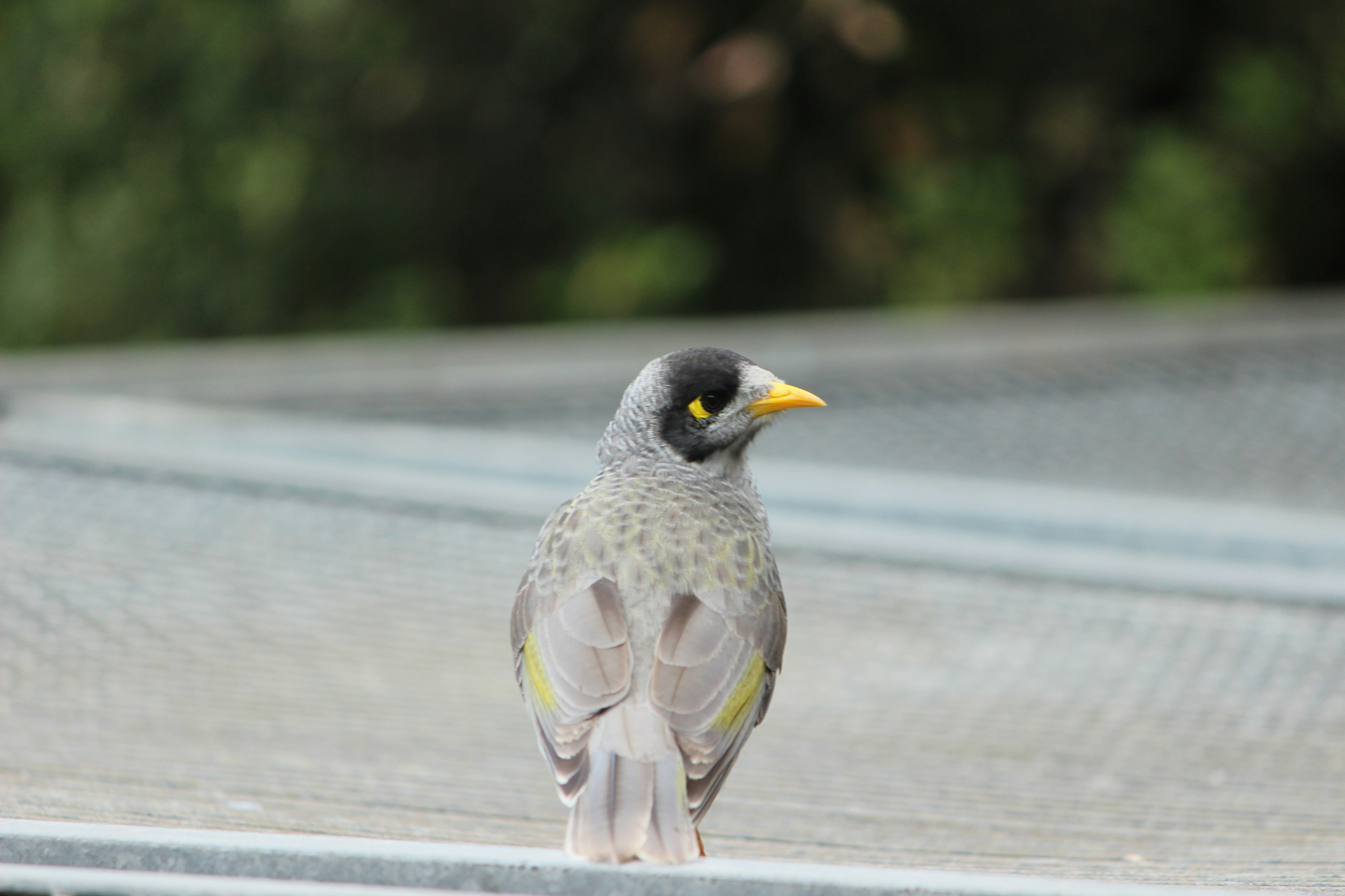 Perched Serenade: A Yellow-throated Ember on a Metal Ledger