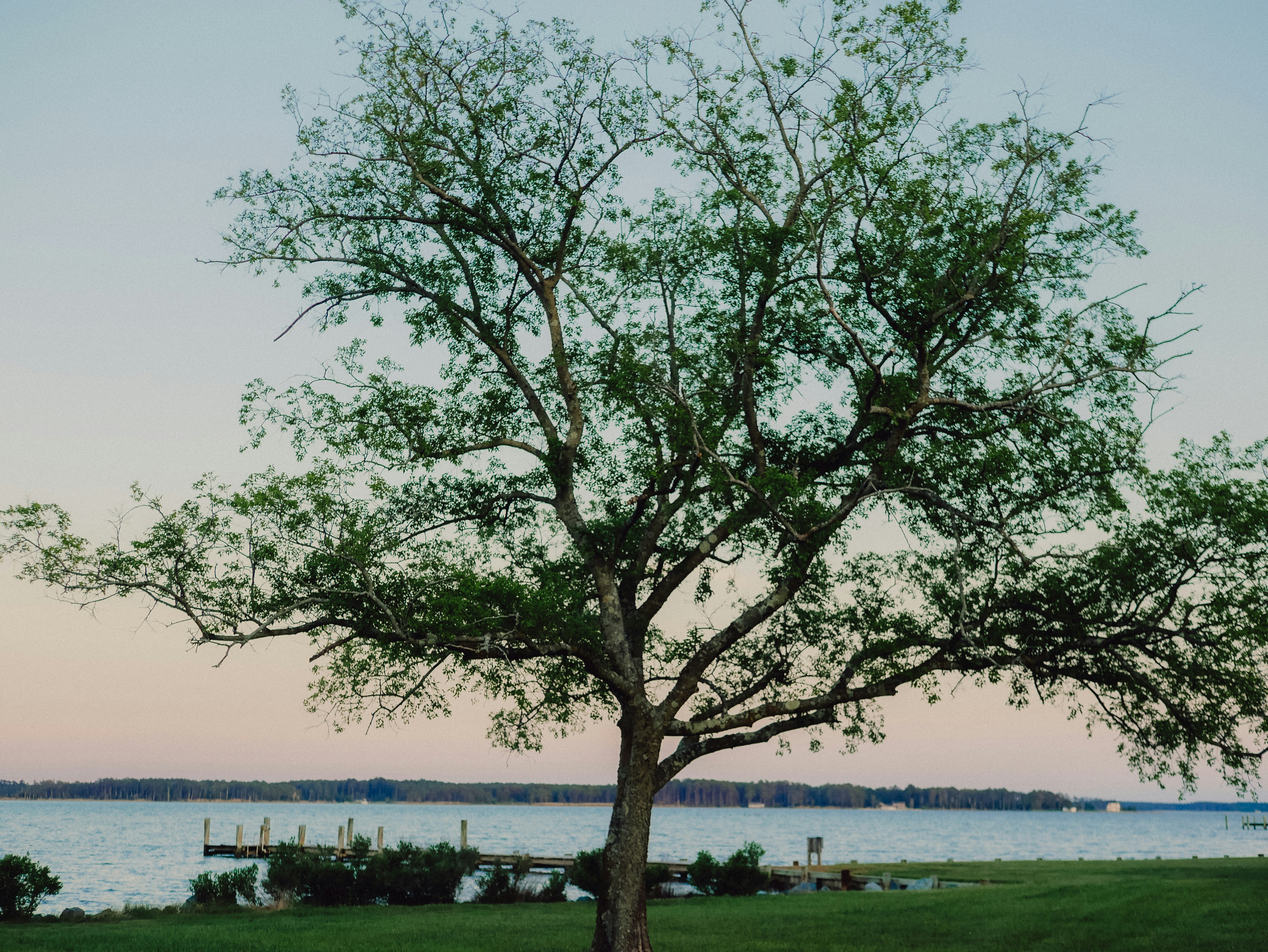 Lone Tree at the Waterfront: Calm Horizon and Gentle Breeze