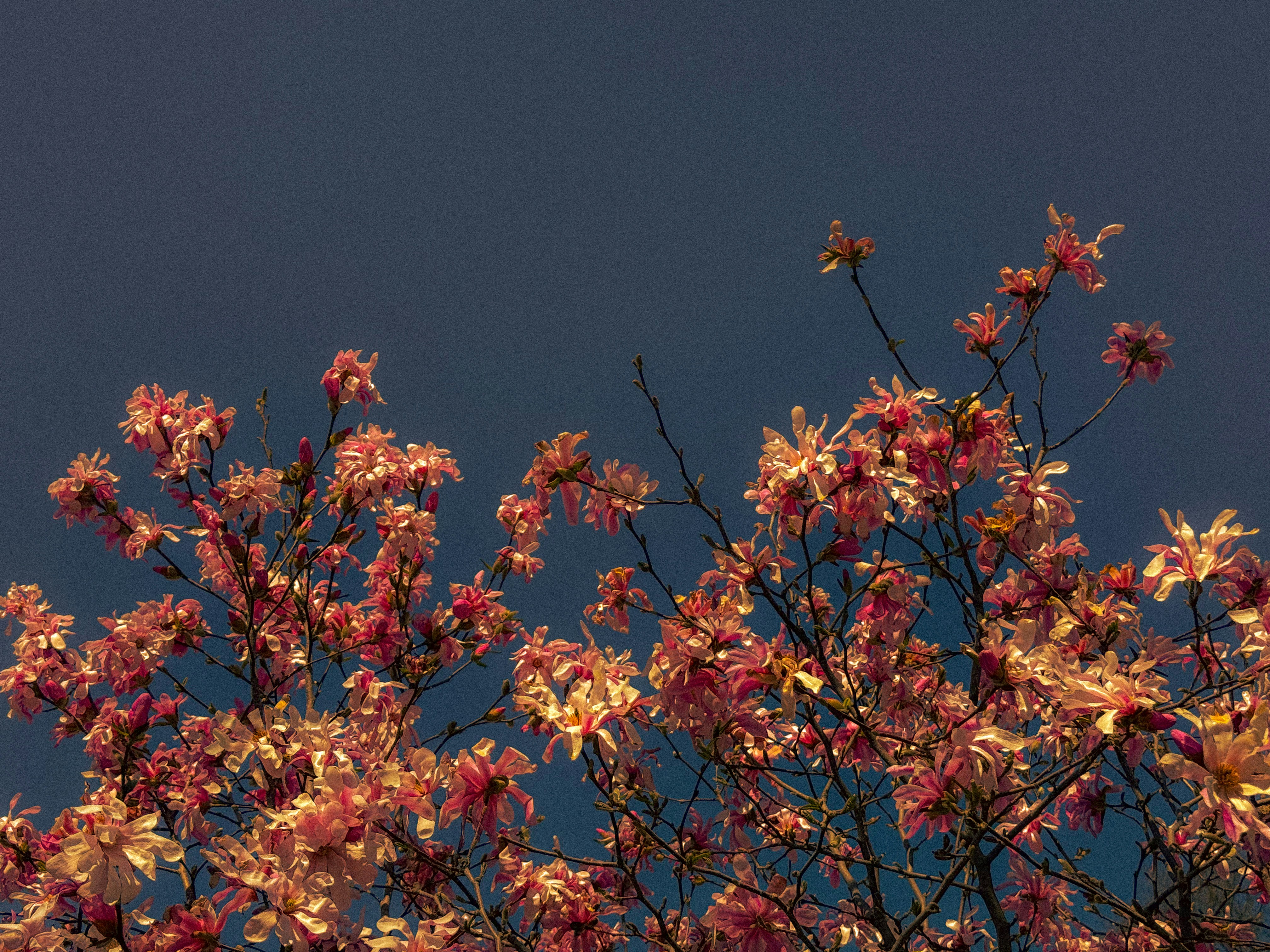 Crimson Spring: Blossoms Against a Deep Blue Sky
