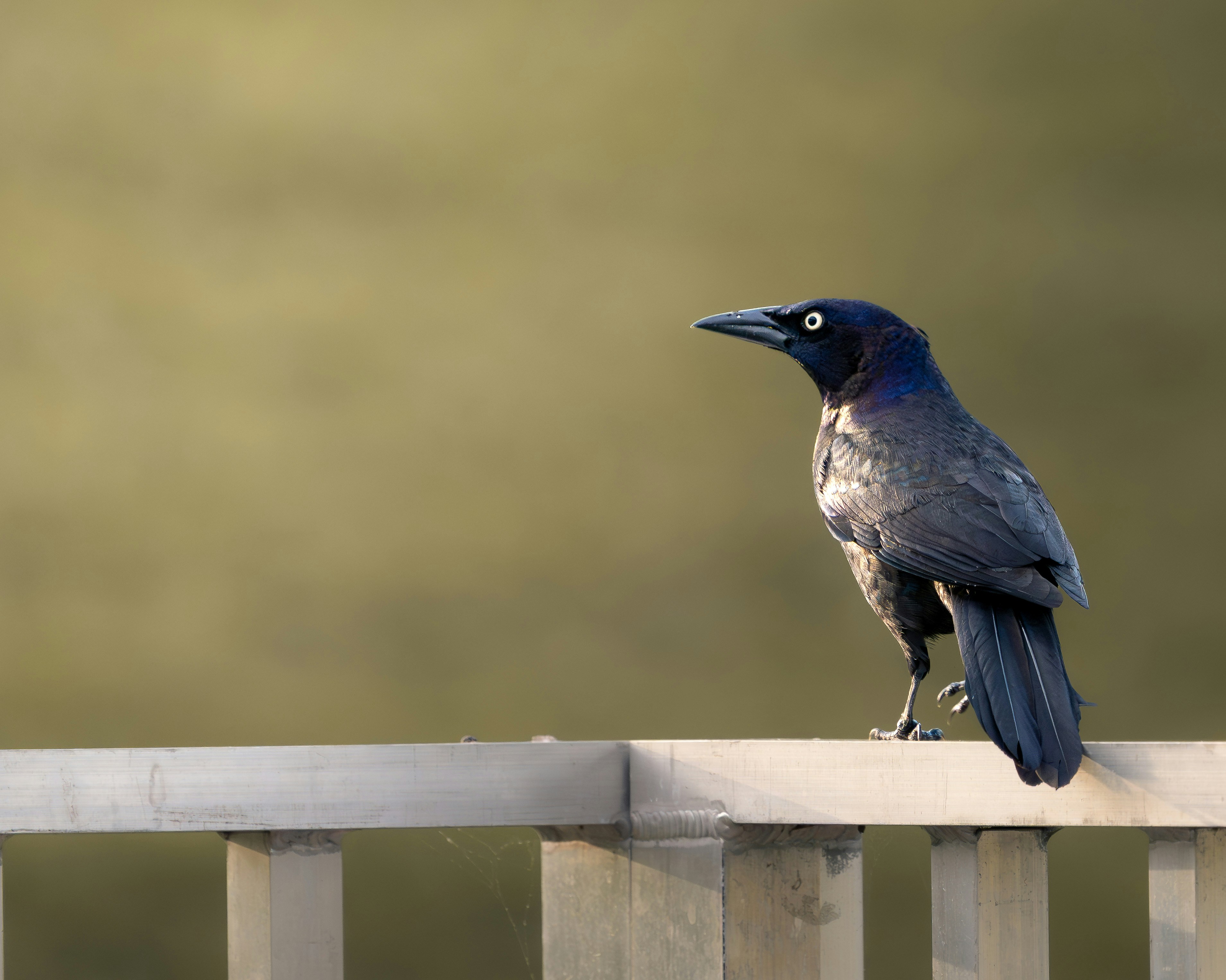 Midday Crow on a Quiet Rail
