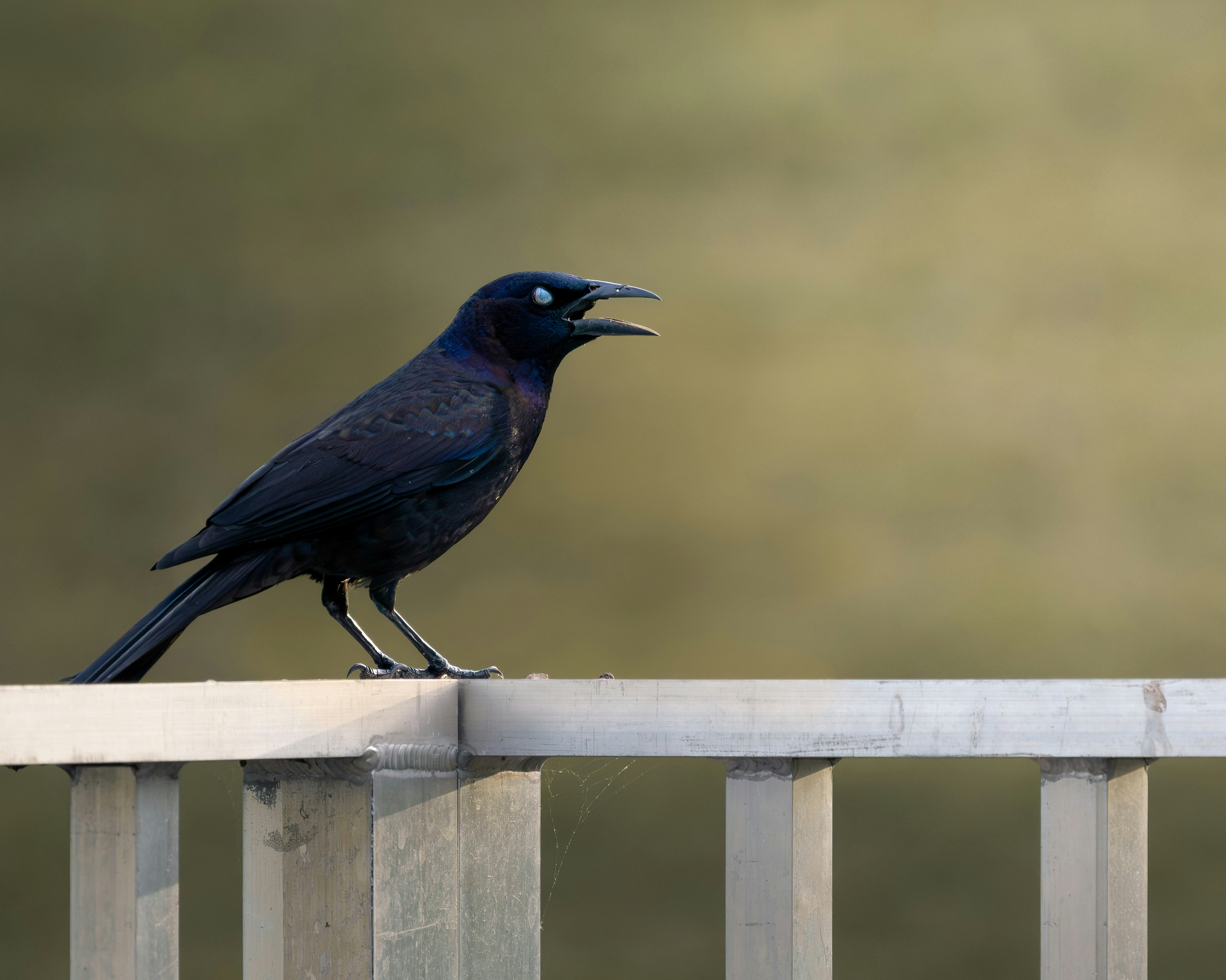 Midair Call: A Blackbird Perched on a Sunlit Rail