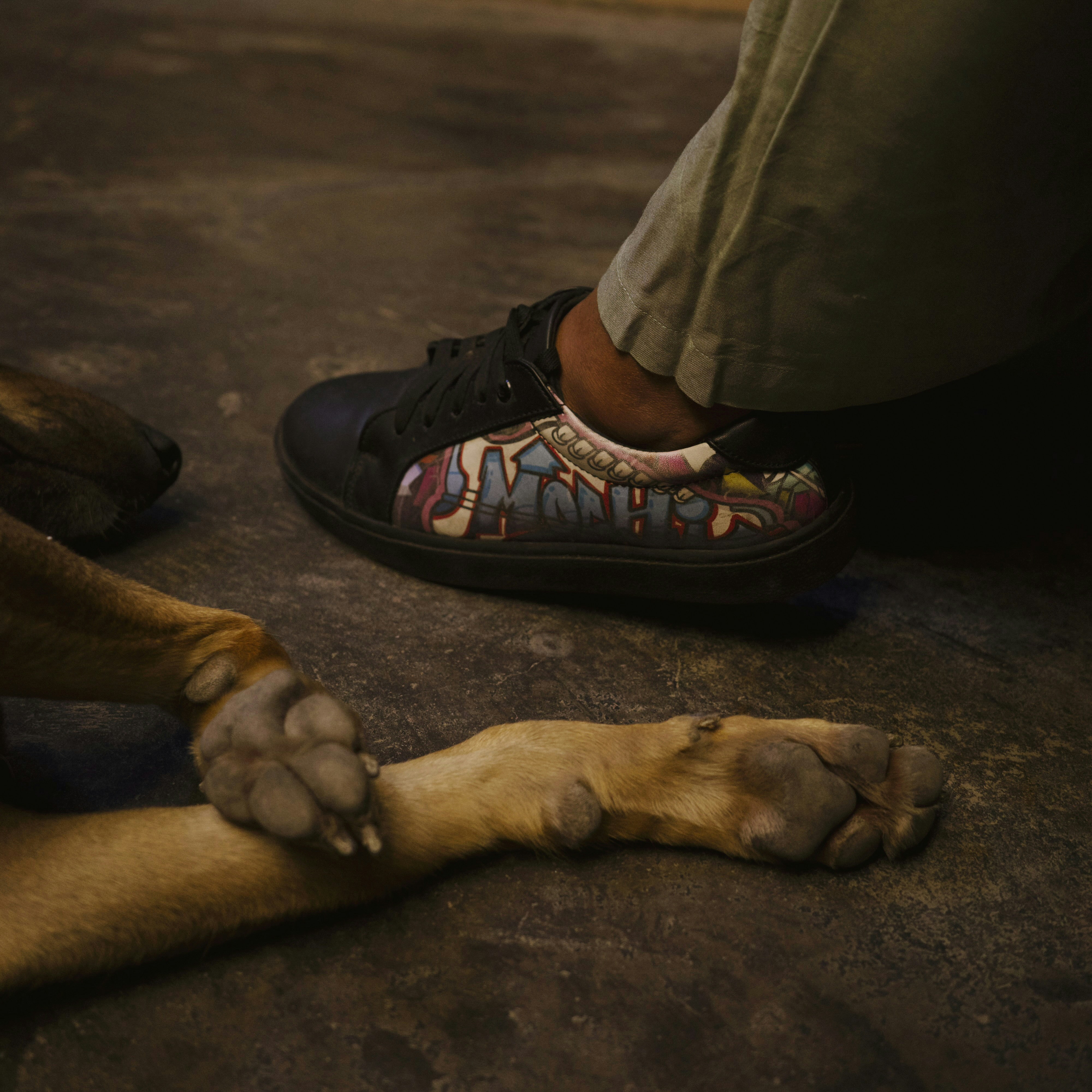 Colorful Sneaker Overlaps with Pawprints: A Quiet Moment on the Floor