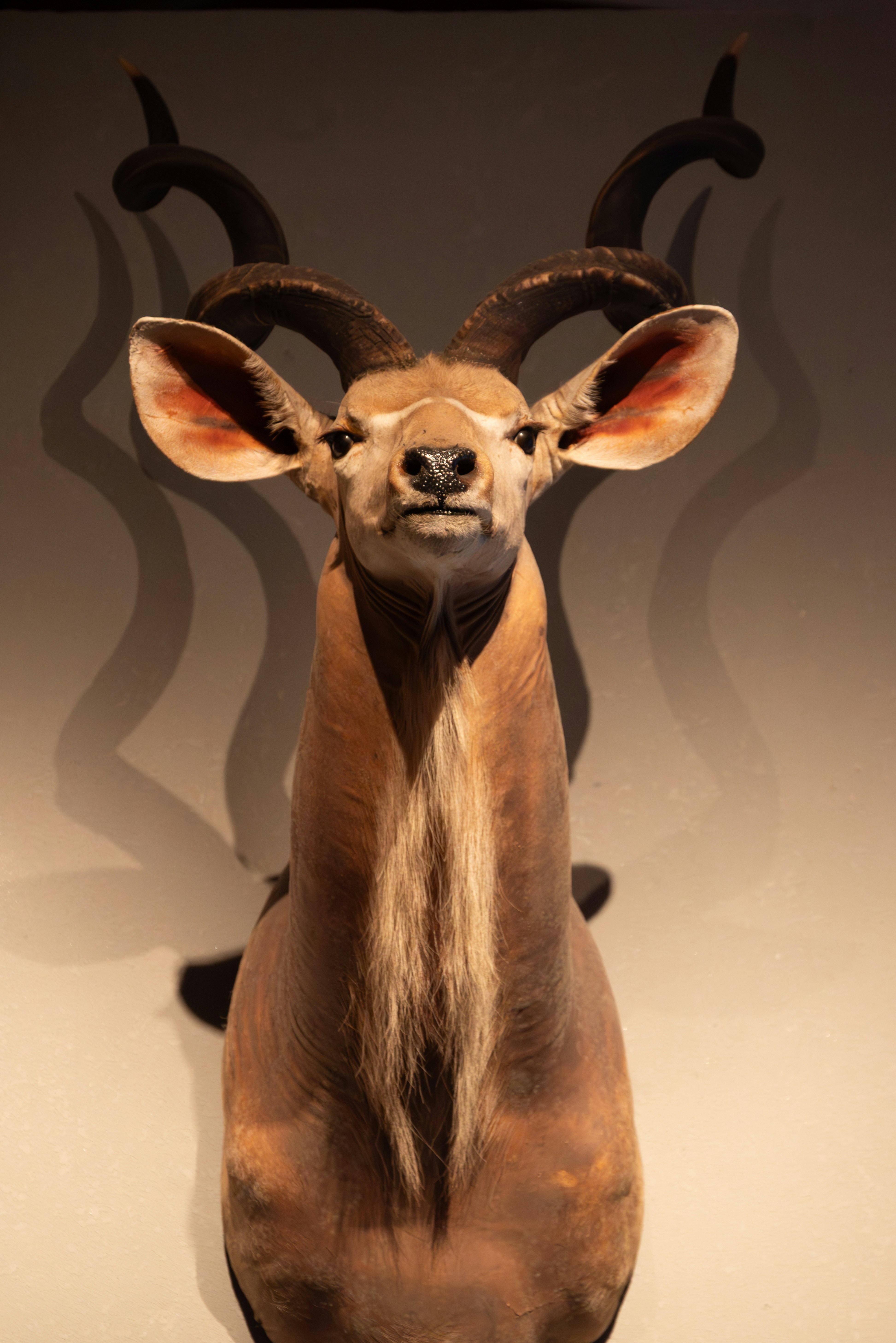 Antlered Majesty: A Axis deer stare in museum glow