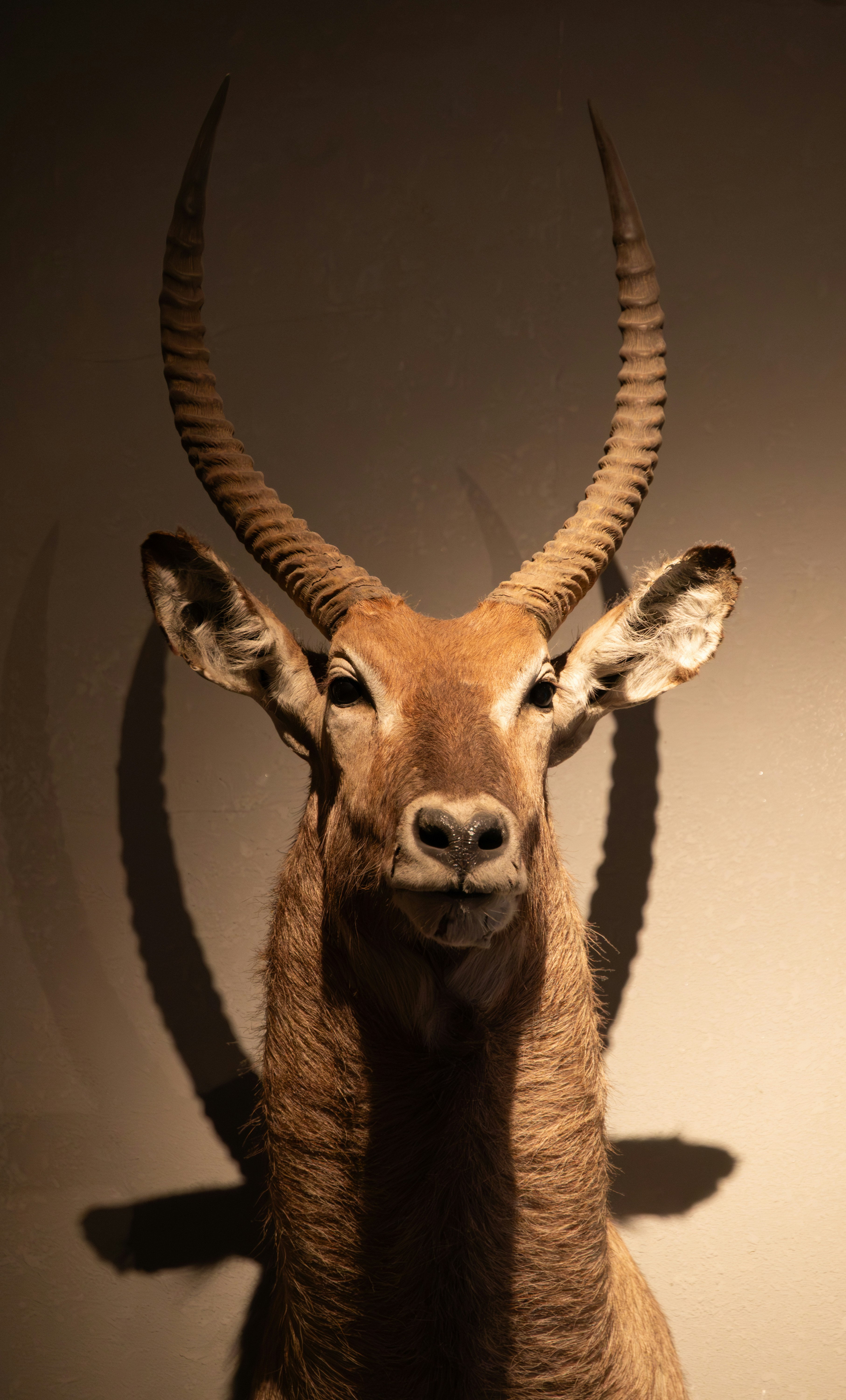 Centered Apex: A Luminous Horned Rustic Muse