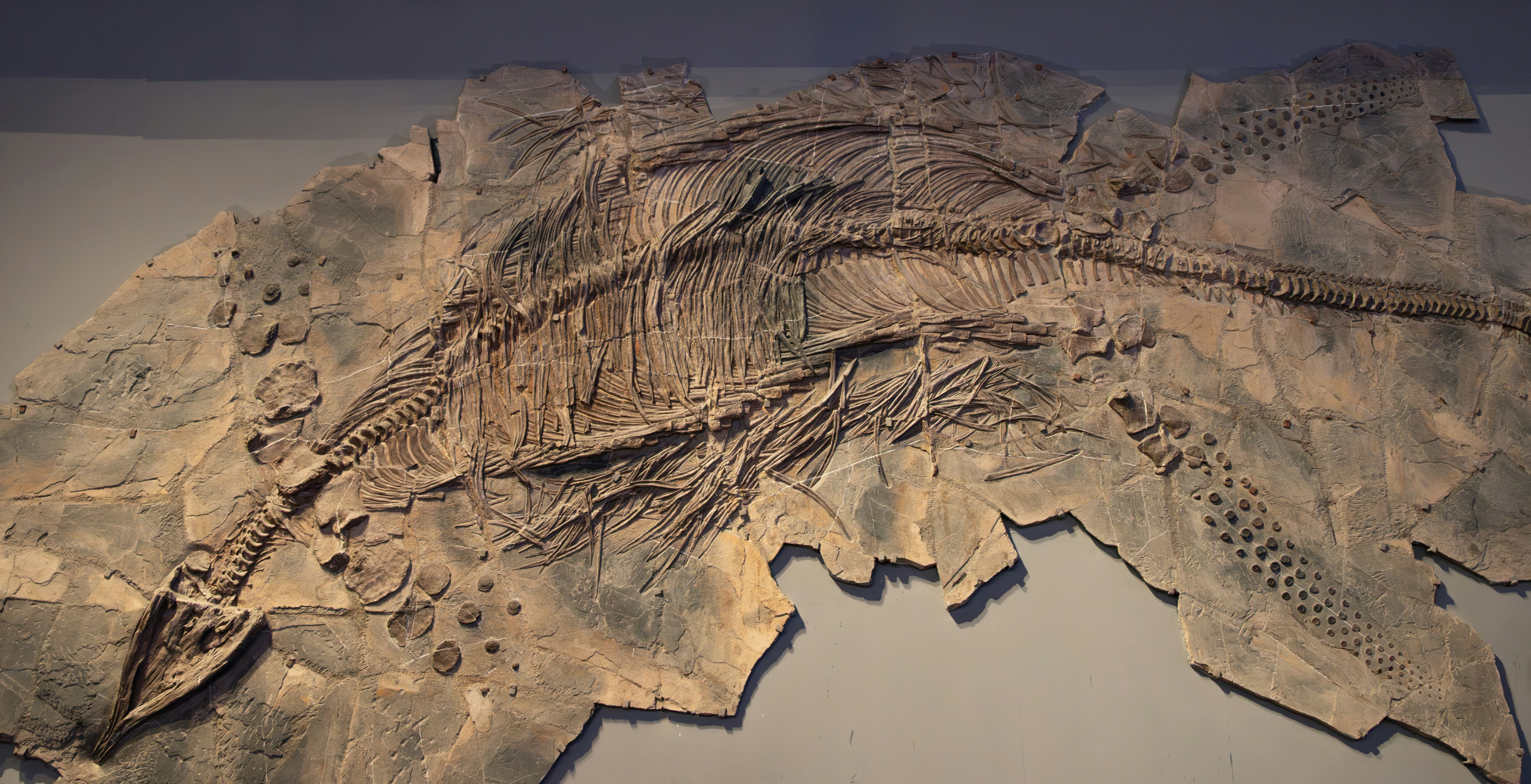Fossilized Rib Cage Sculpture: A Weathered Bas-Relief in Stone