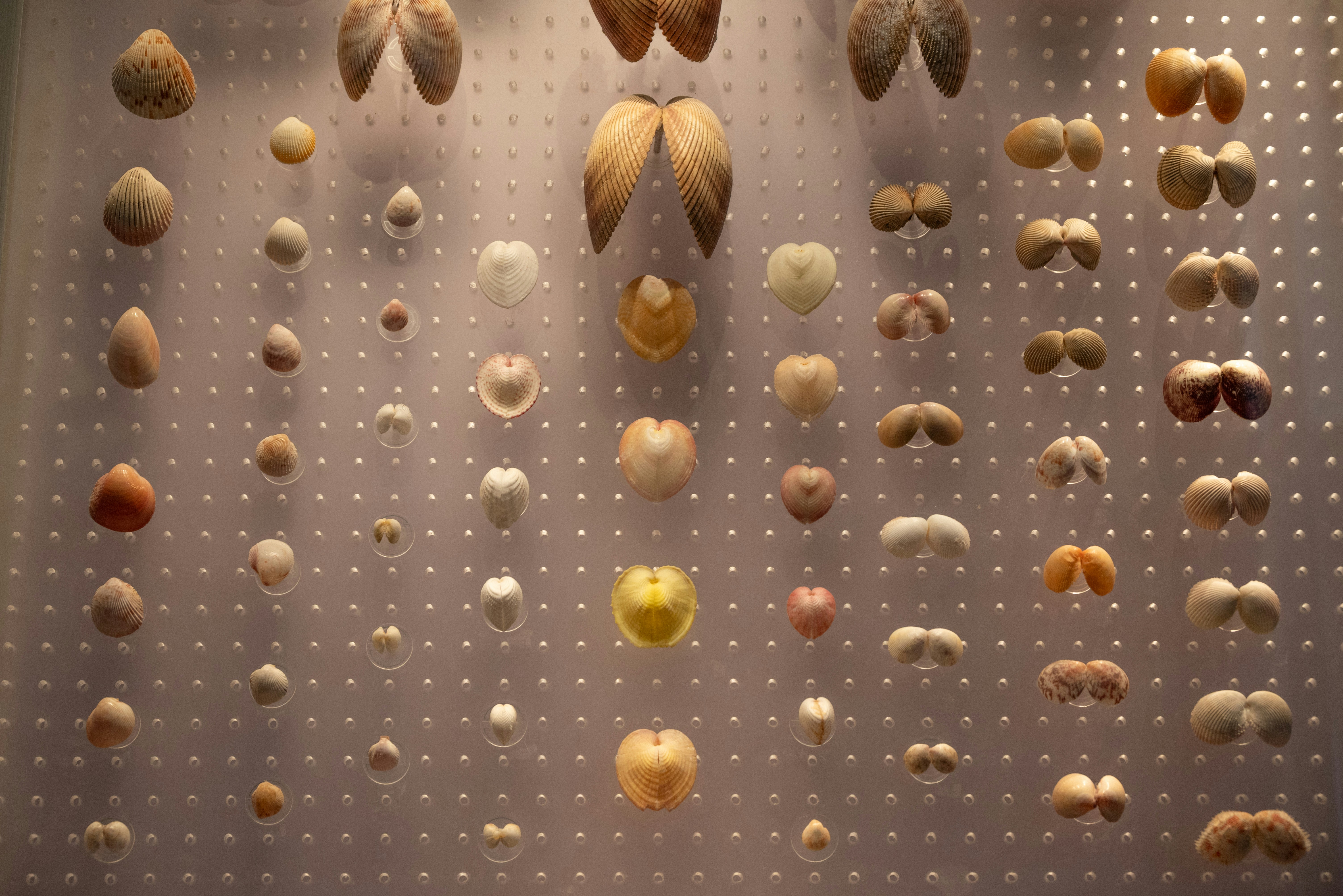 Shell Mosaic: A Gallery of Tiny Hearts on a Perforated Palette