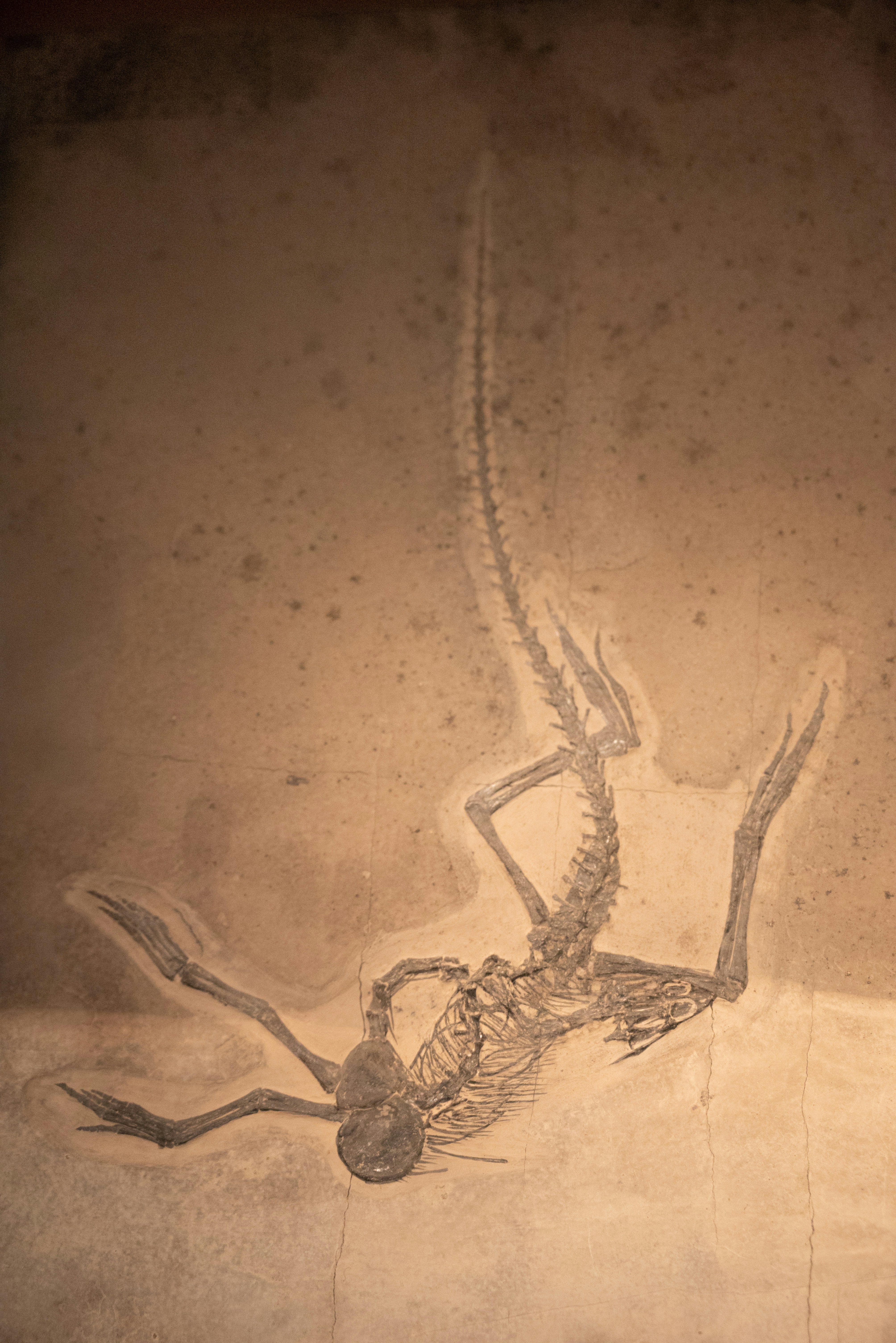 Cretaceous Shadow: A Fossilized Scorpion on Warm Desert Stone