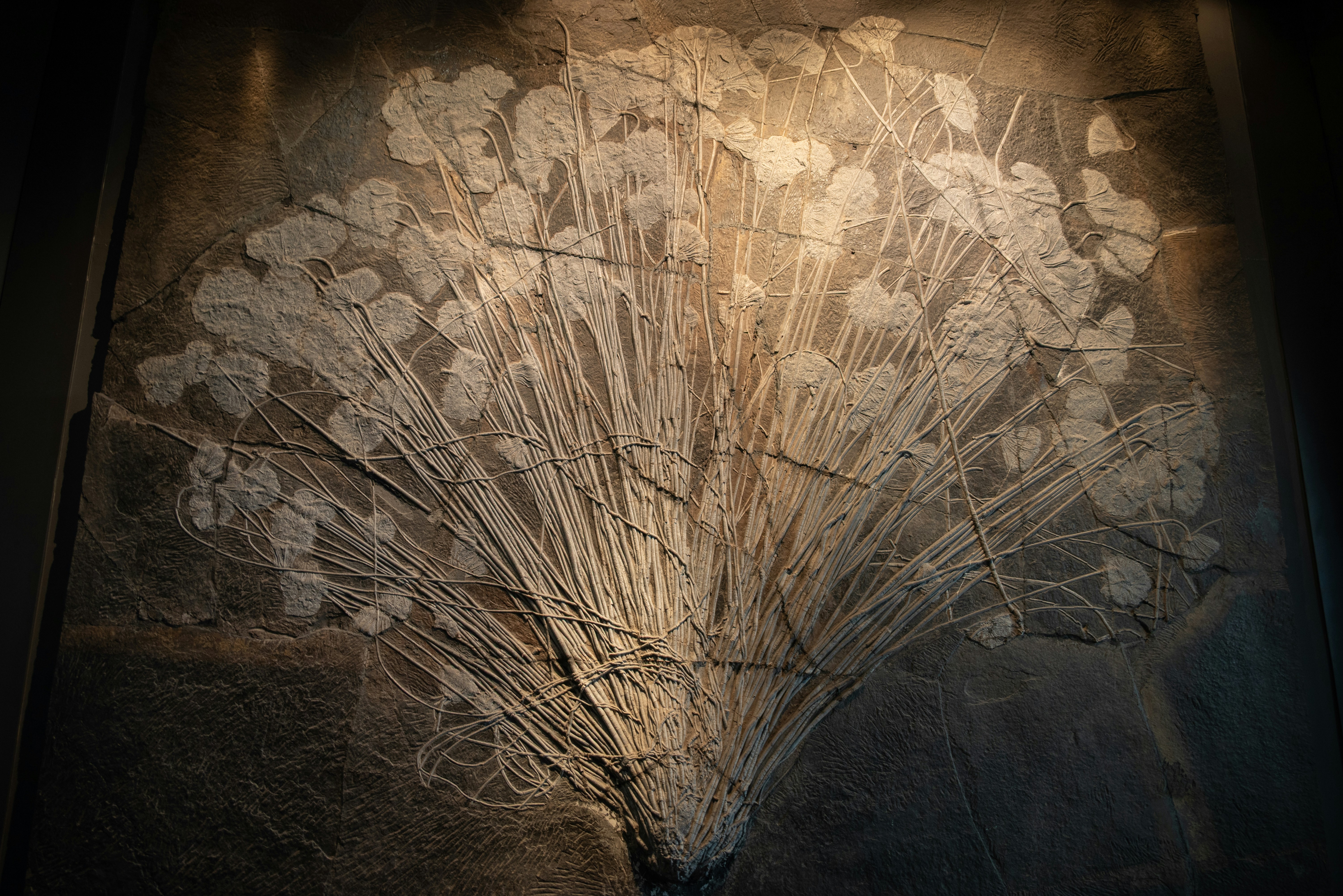 Pressed Ferns on Stone: An Illuminated Fossil-like Frond Display