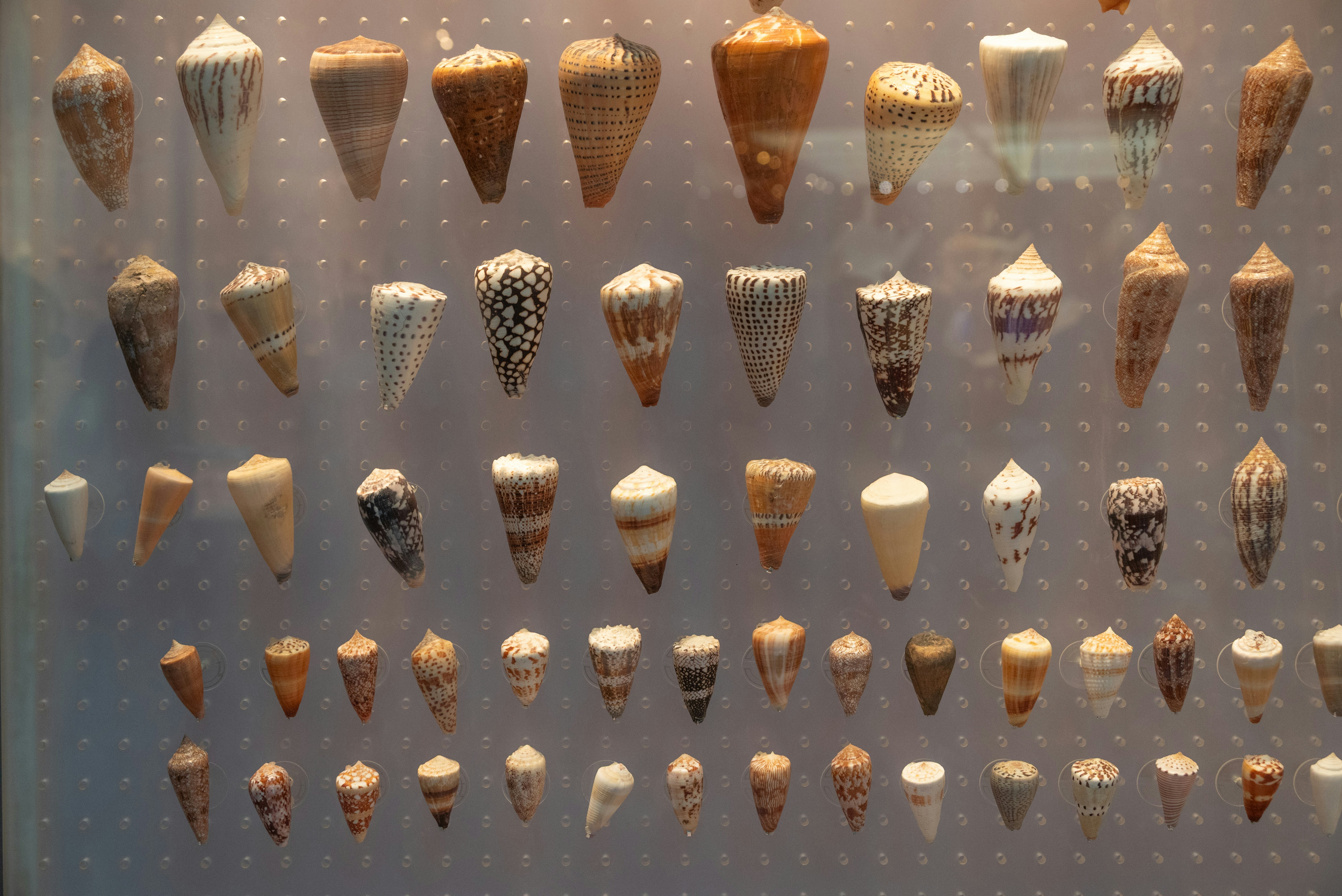 A Gallery of Dune-like Shells Under Soft Glass Light