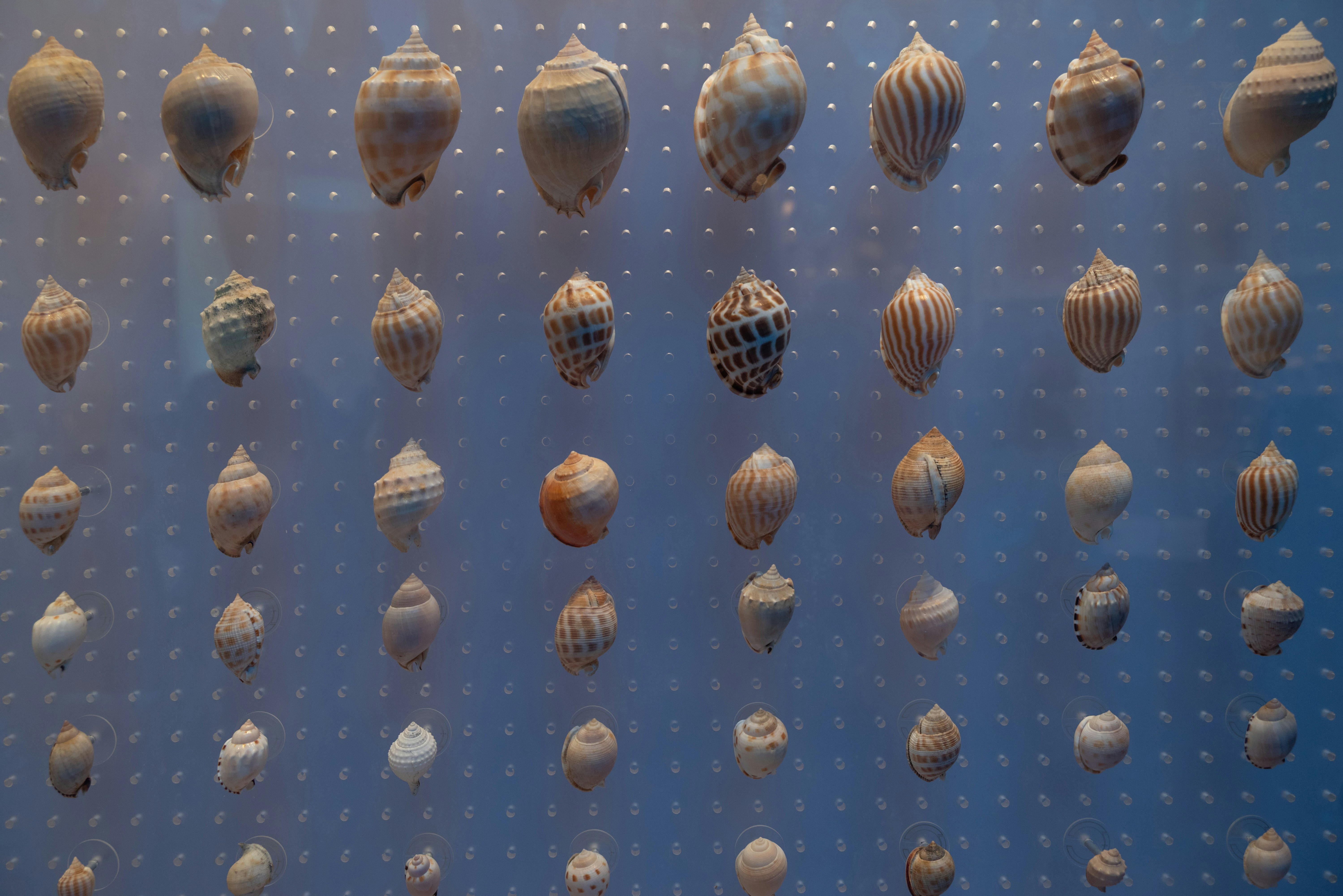Row of Sea Snail Keyholes Against a Perforated Blue Backdrop