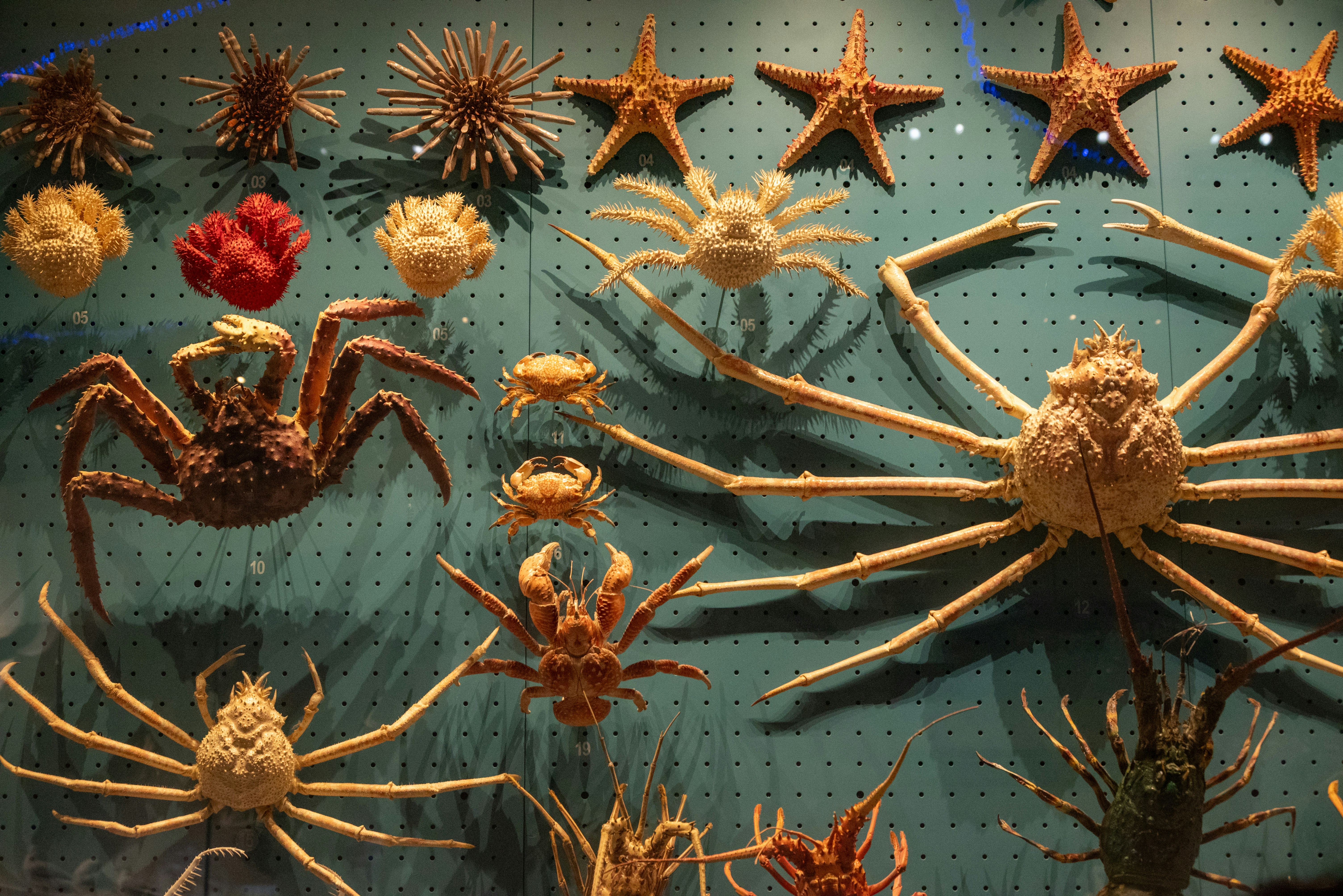 Sea Gallery: An Oceanic Menagerie of Sculpted Crustaceans
