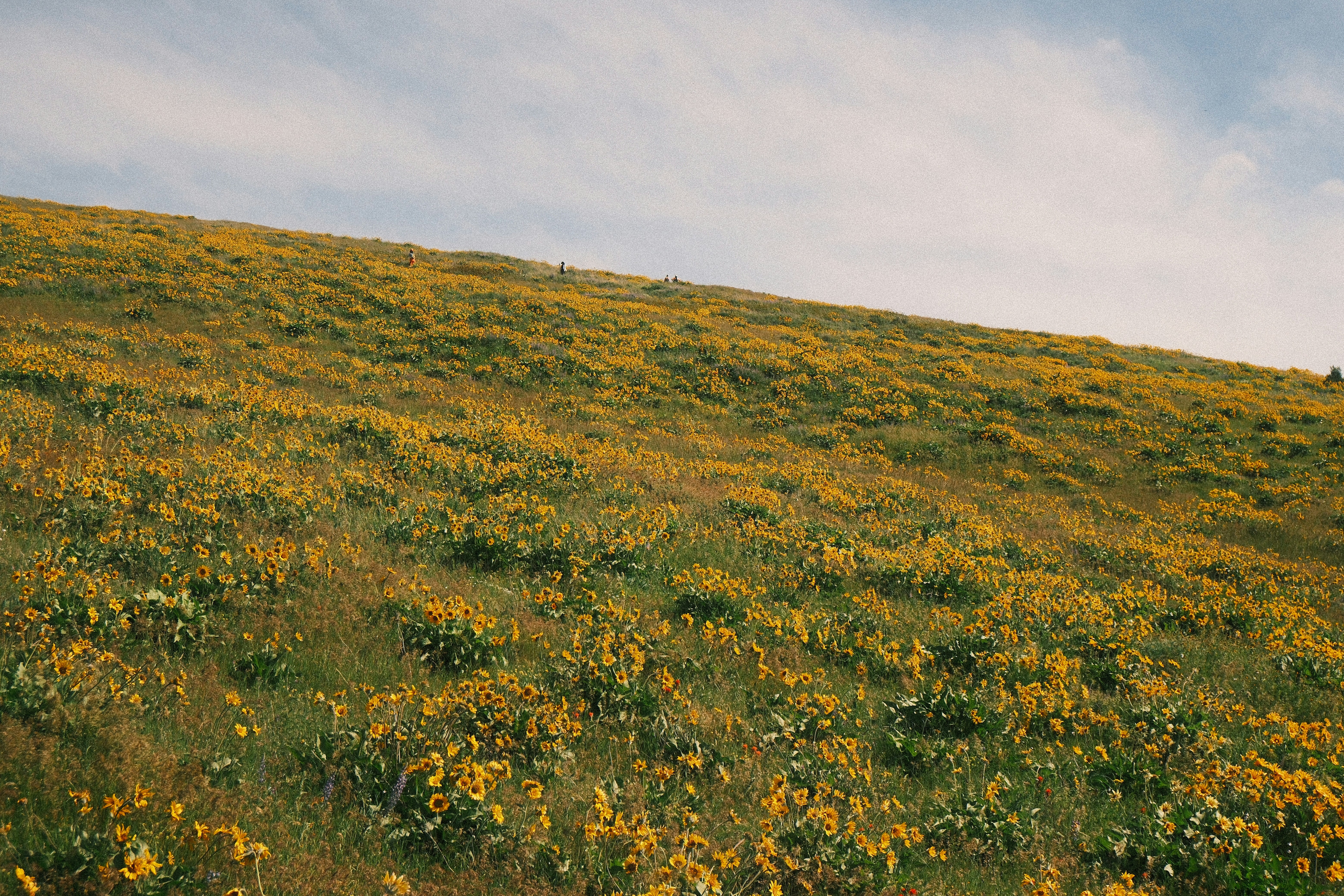 Golden Hillside: A Sea of Wildflowers under a Calm Sky